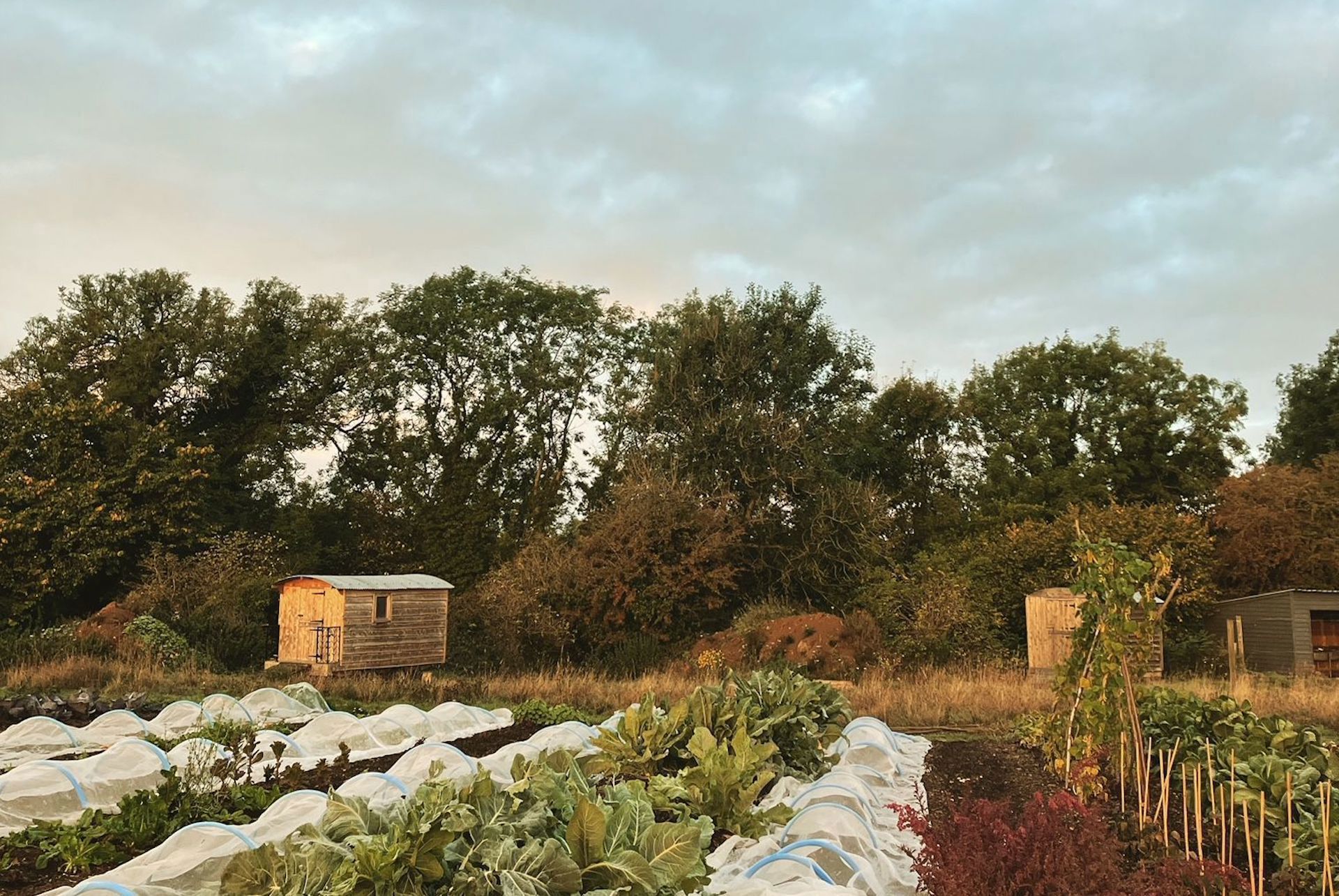 Shop local food | Vallis Farm - Somerset