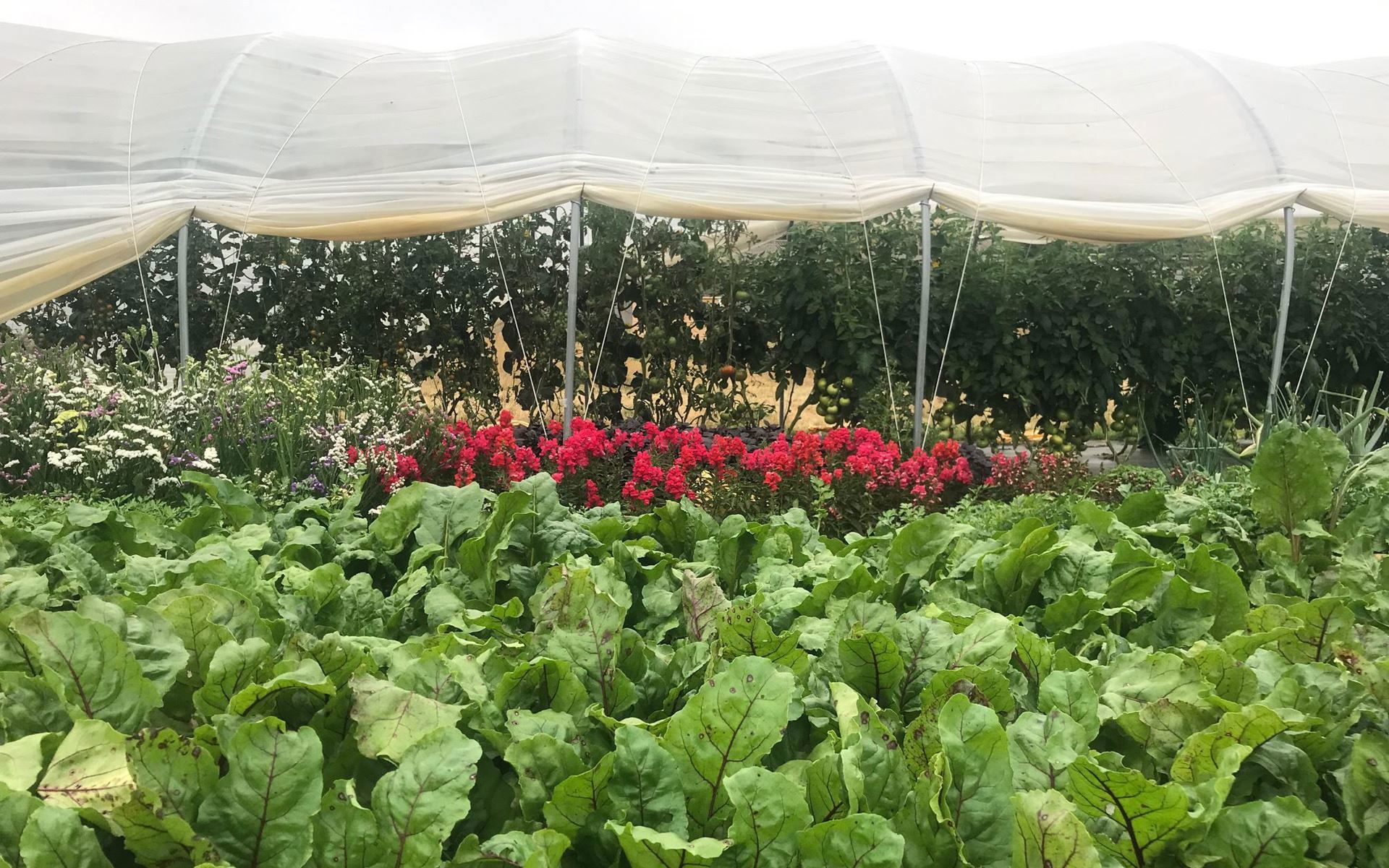Shop local food | Lovebrook - East Sussex