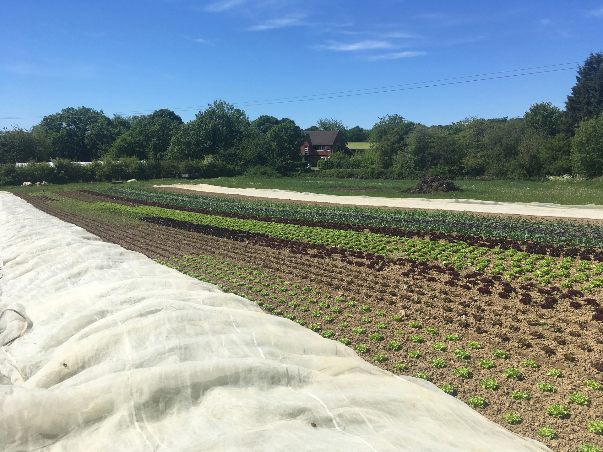 Shop local food | Bore Place - Edenbridge, Kent