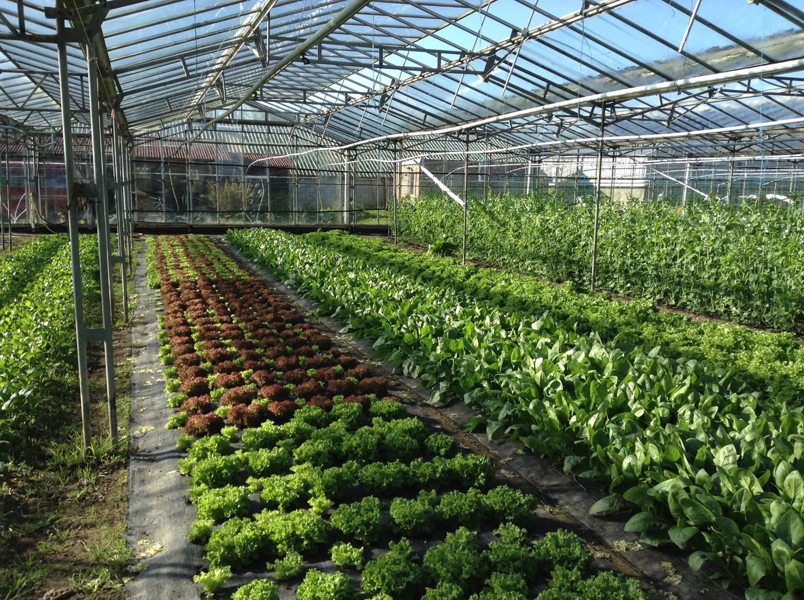 Hankham Organics | Organic Grower | United Kingdom