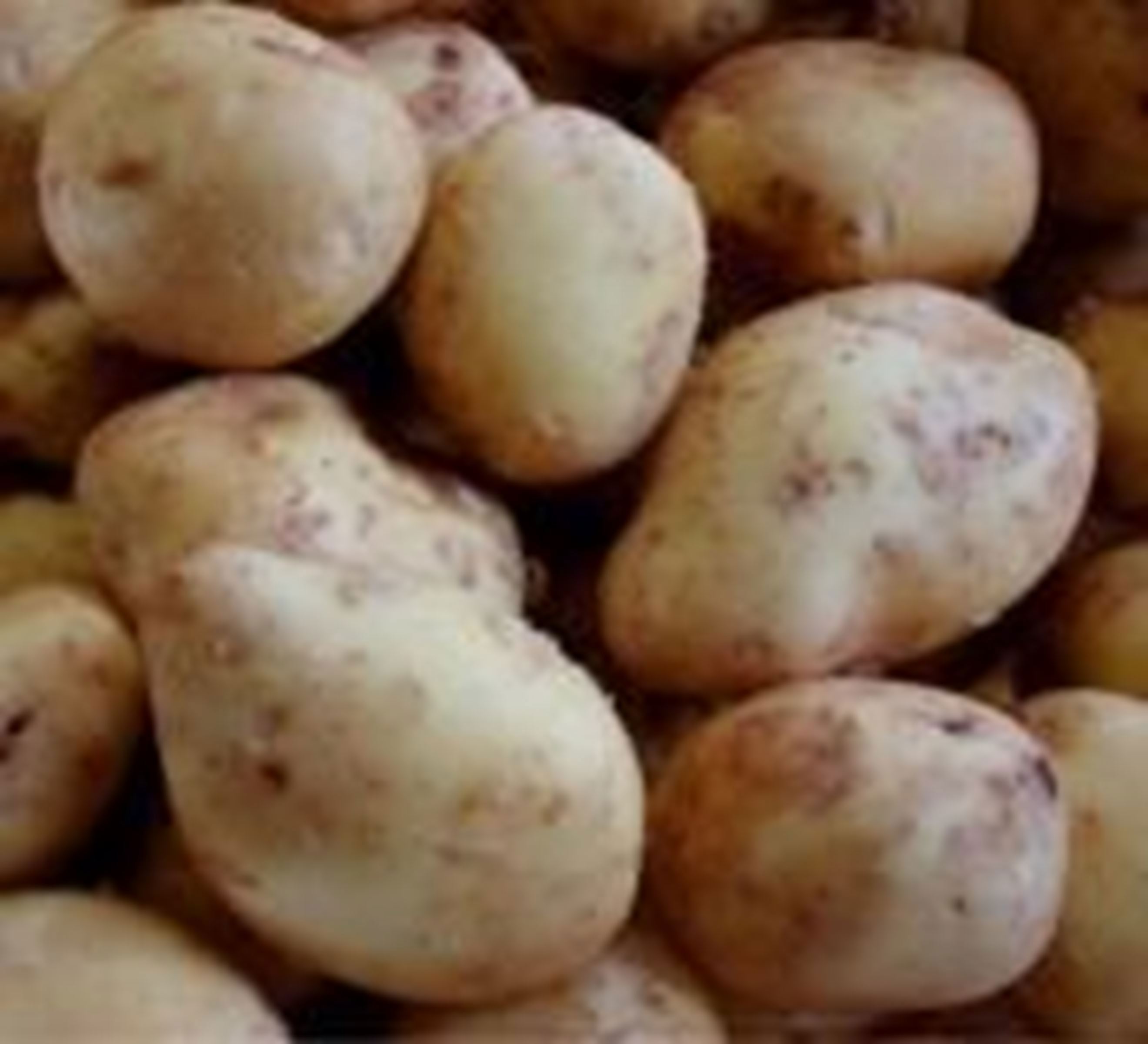Potatoes - Main Crop - 500g | Apricot Centre - Totnes, Devon