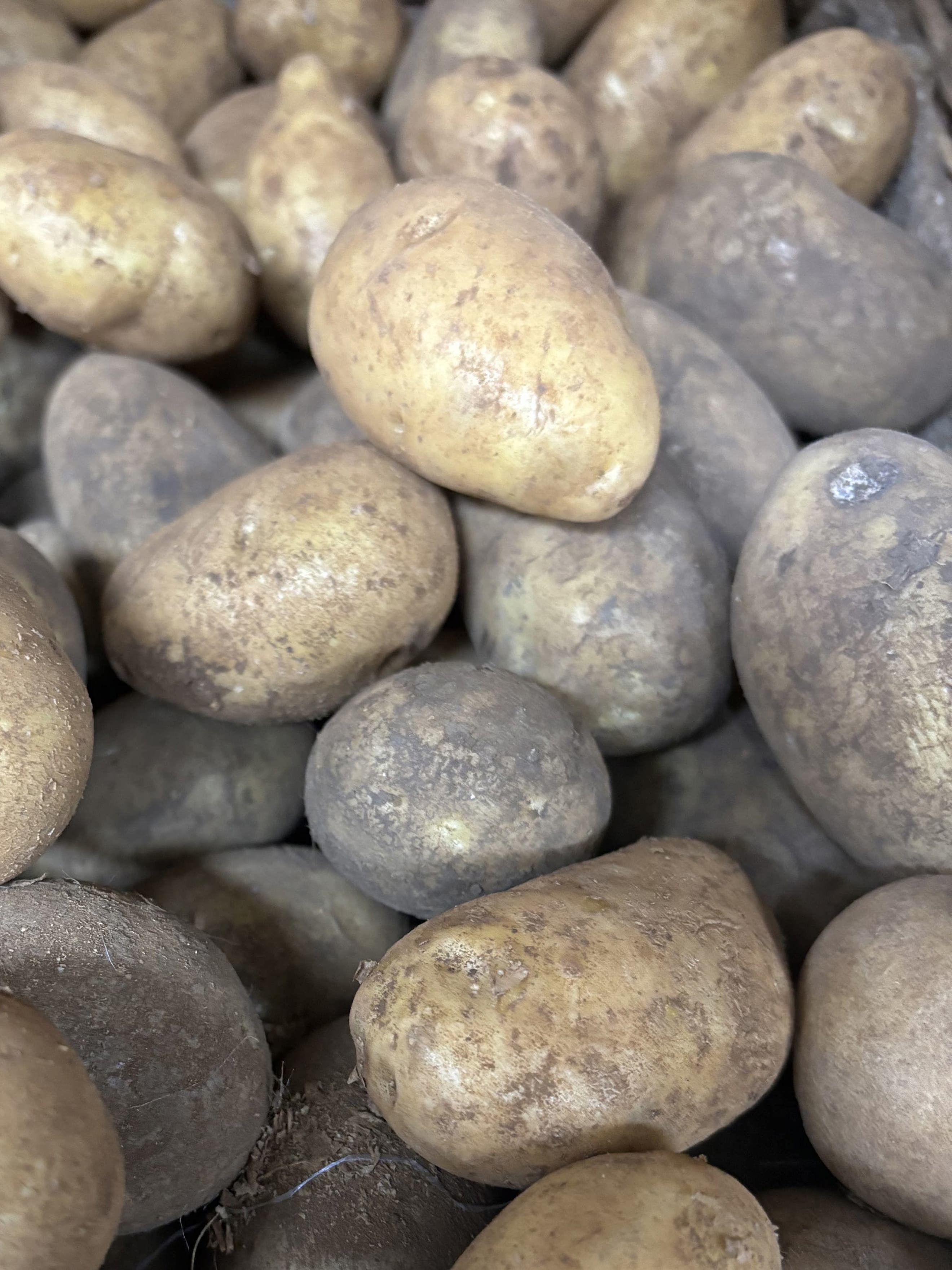 Potato Dutch Cream | Warrah Farm Shop | Warrah Farm Shop