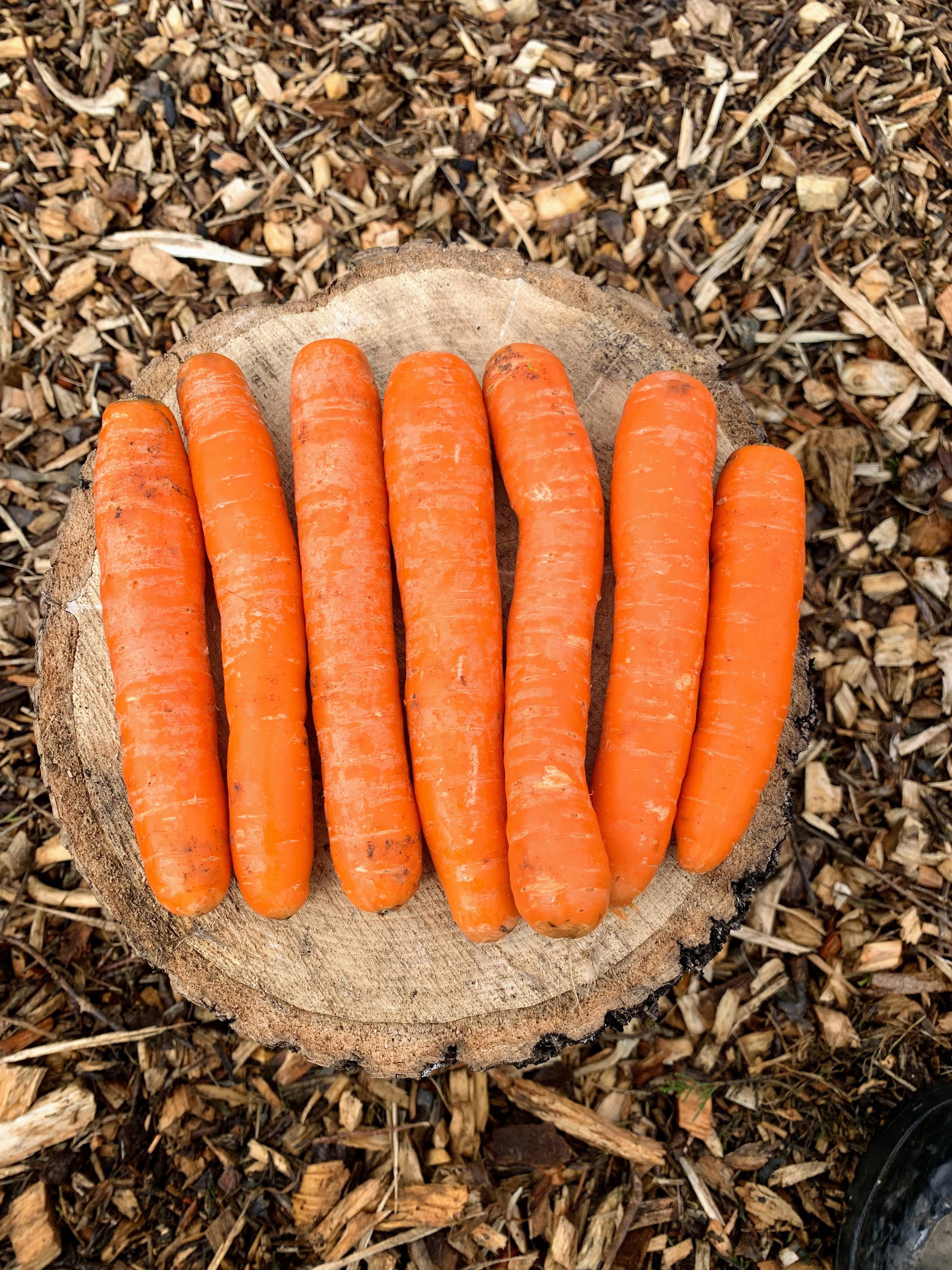 Organic Carrots | Middle Ground Growers - Bath | MiddleGround Growers