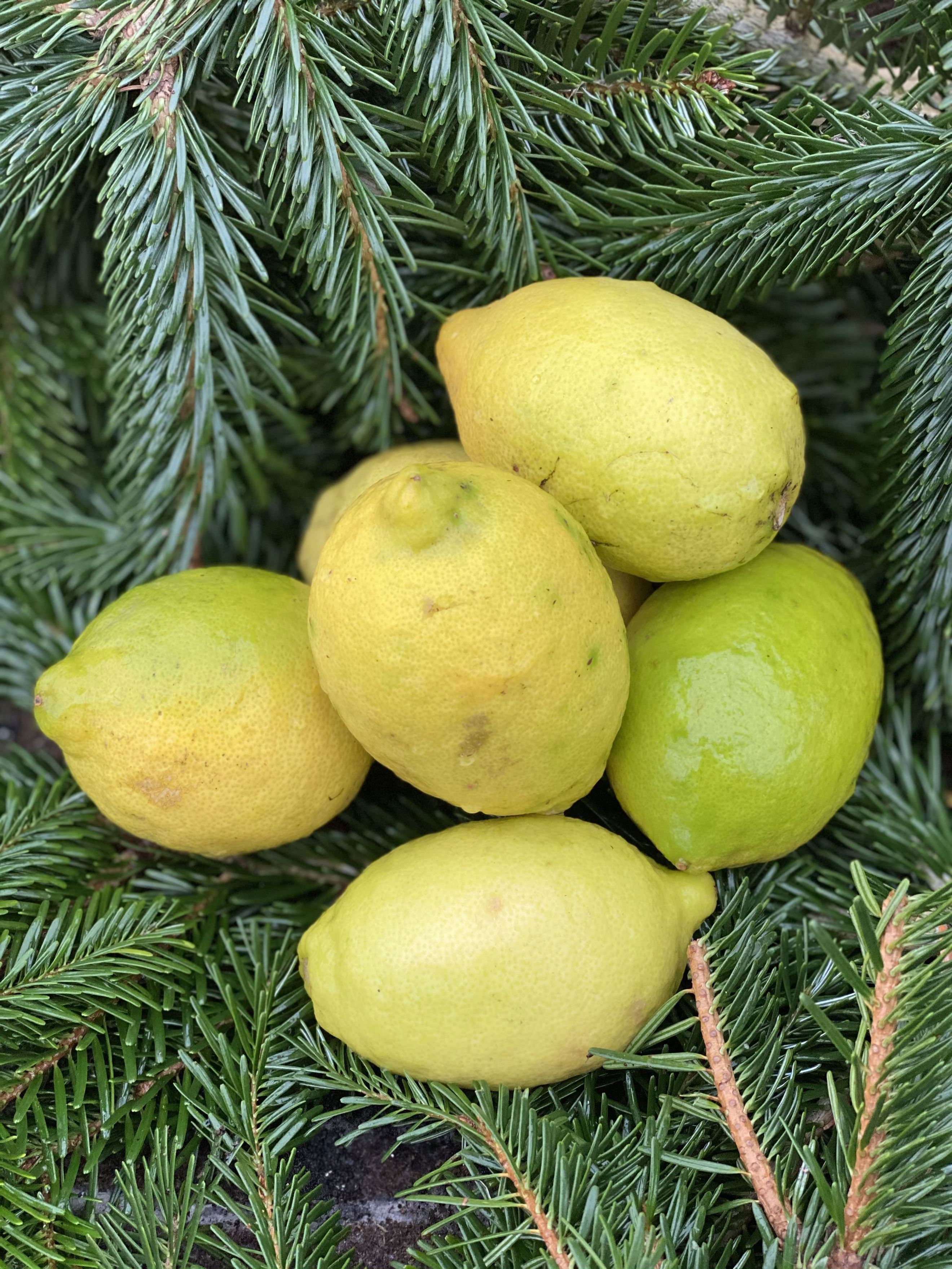 Lemons approx 250g- organic | Trinity Farm - Nottingham & Derby