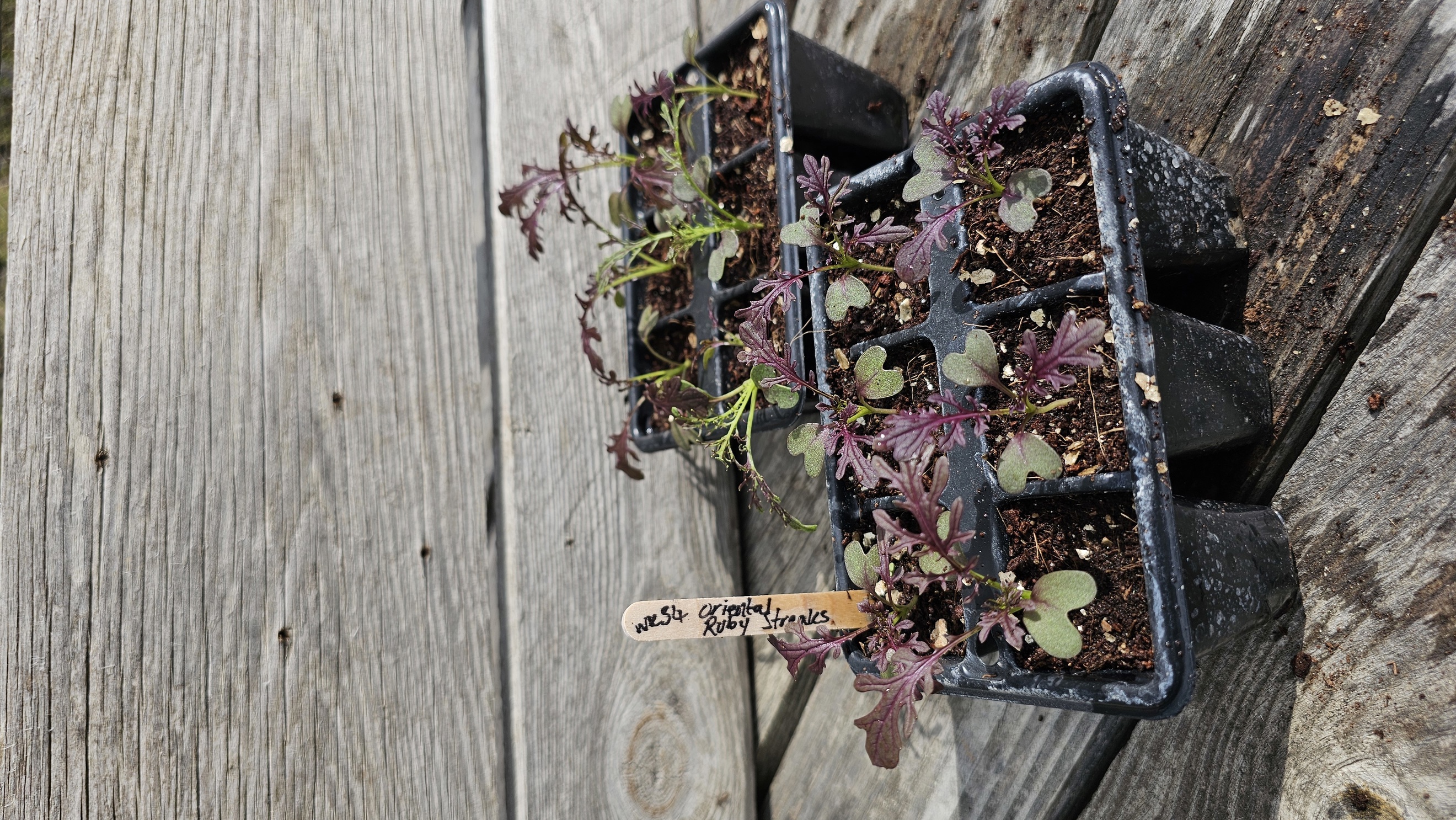 ( Plugs x6) Oriental Ruby streaks (Own Grown) | Growing with Grace ...