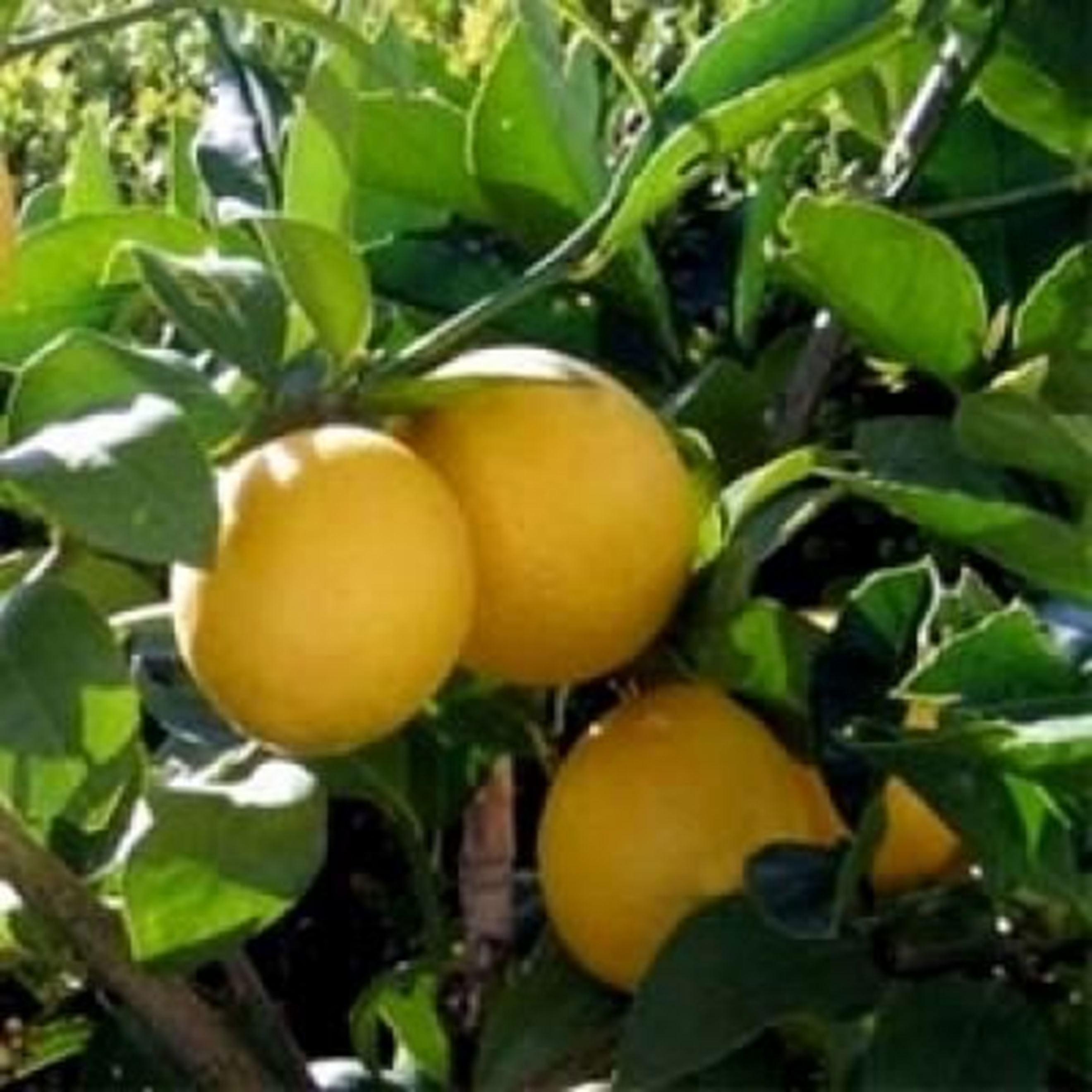Lemons 200g | Apricot Centre - Totnes, Devon