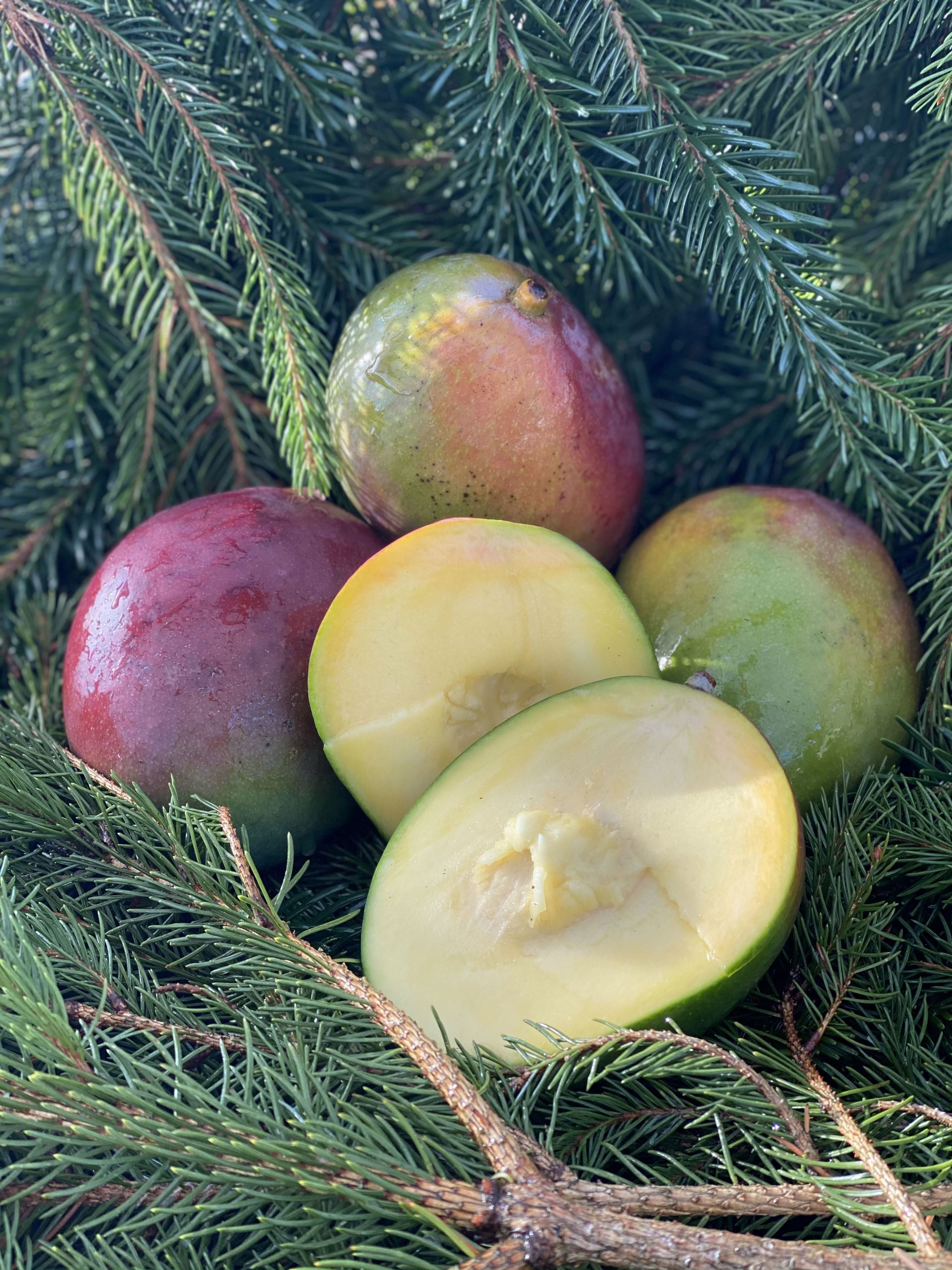 Mango - Organic | Trinity Farm - Nottingham & Derby