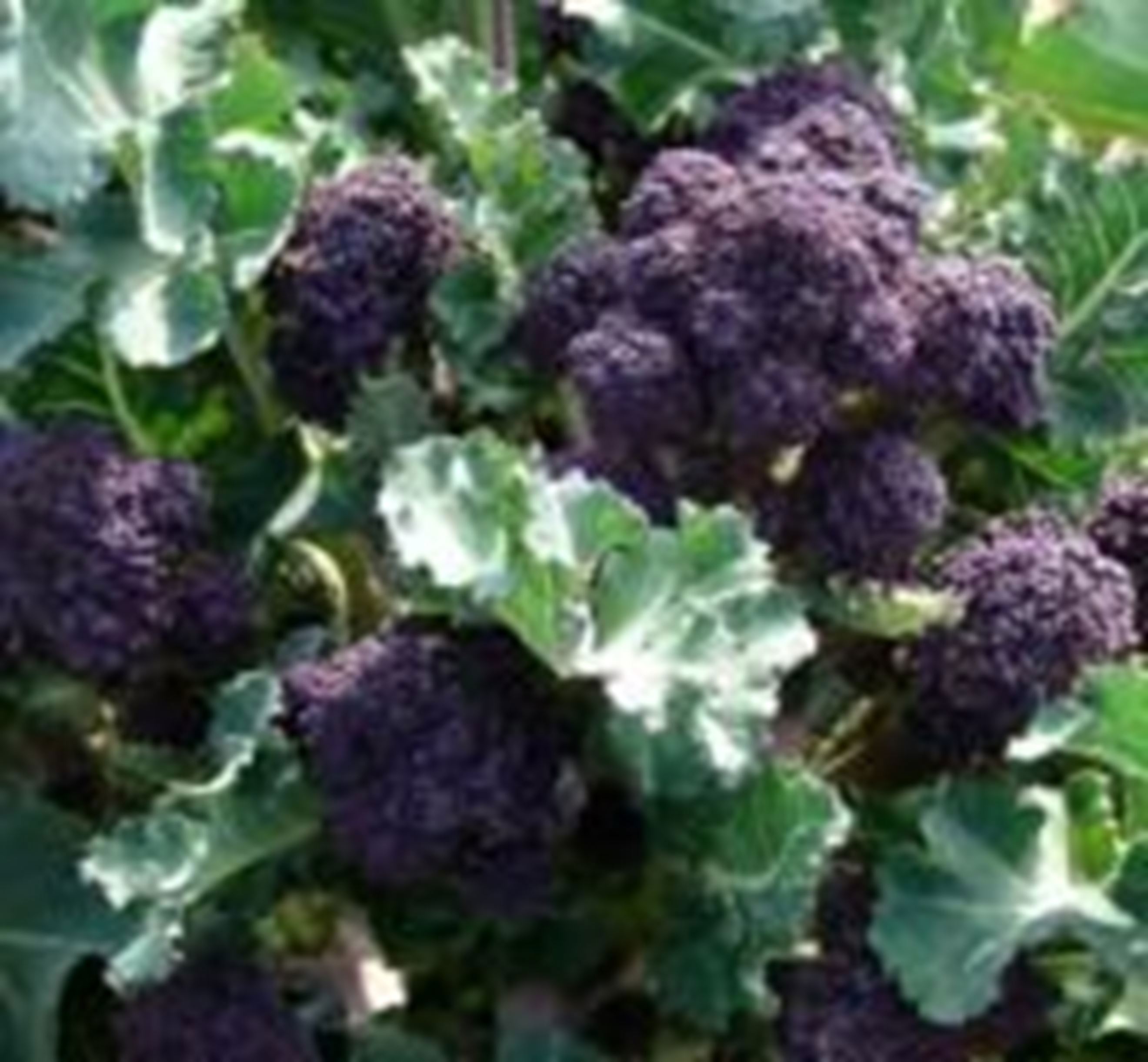 Broccoli - PSB Organic | Shillingford Organics - Exeter | Shillingford ...