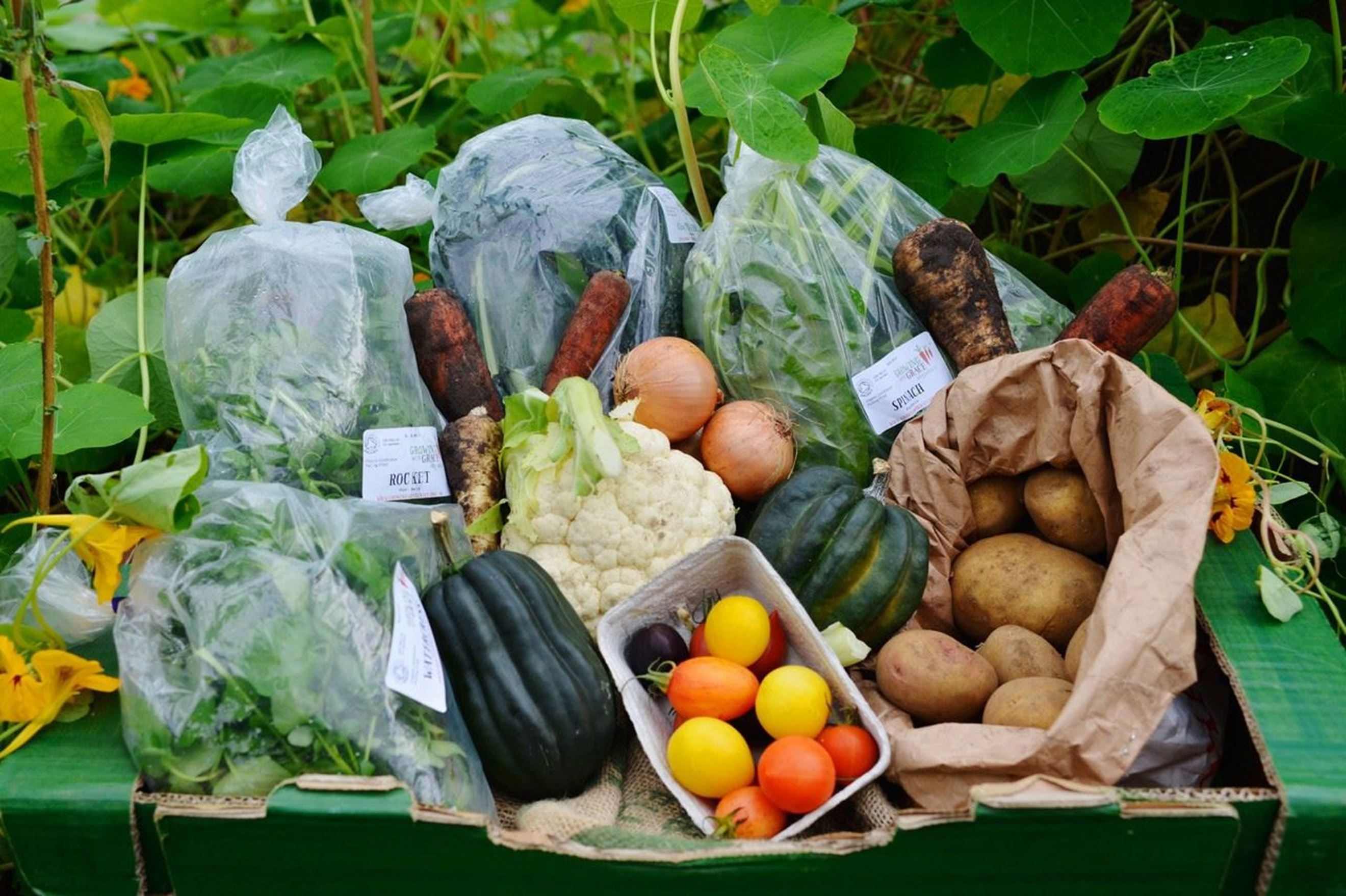 Big Veg Box | Organic Food Box | Growing with Grace
