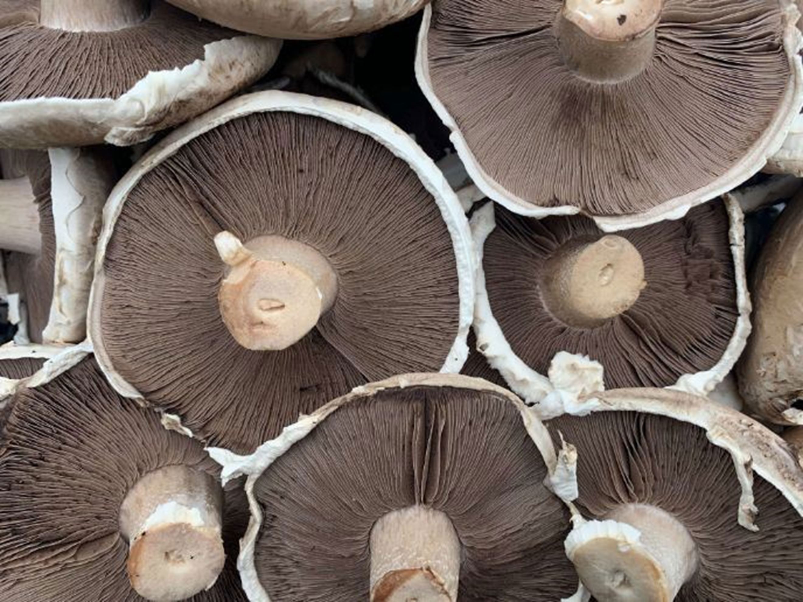 Mushroom - Portobello (UK) | Growing with Grace - South Cumbria ...