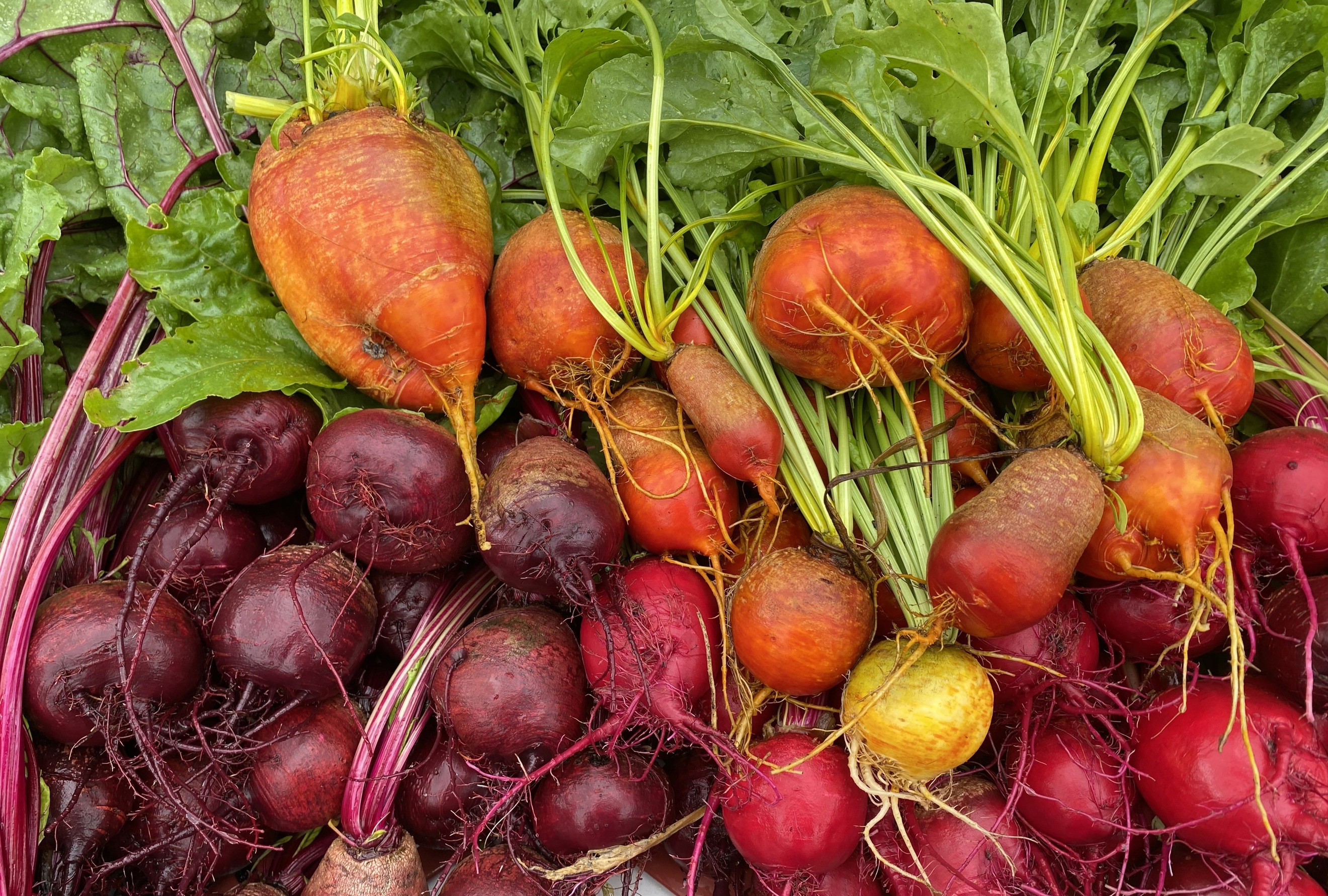 Beetroot (Mixed Colours) | Kinkell Farm - Glasgow