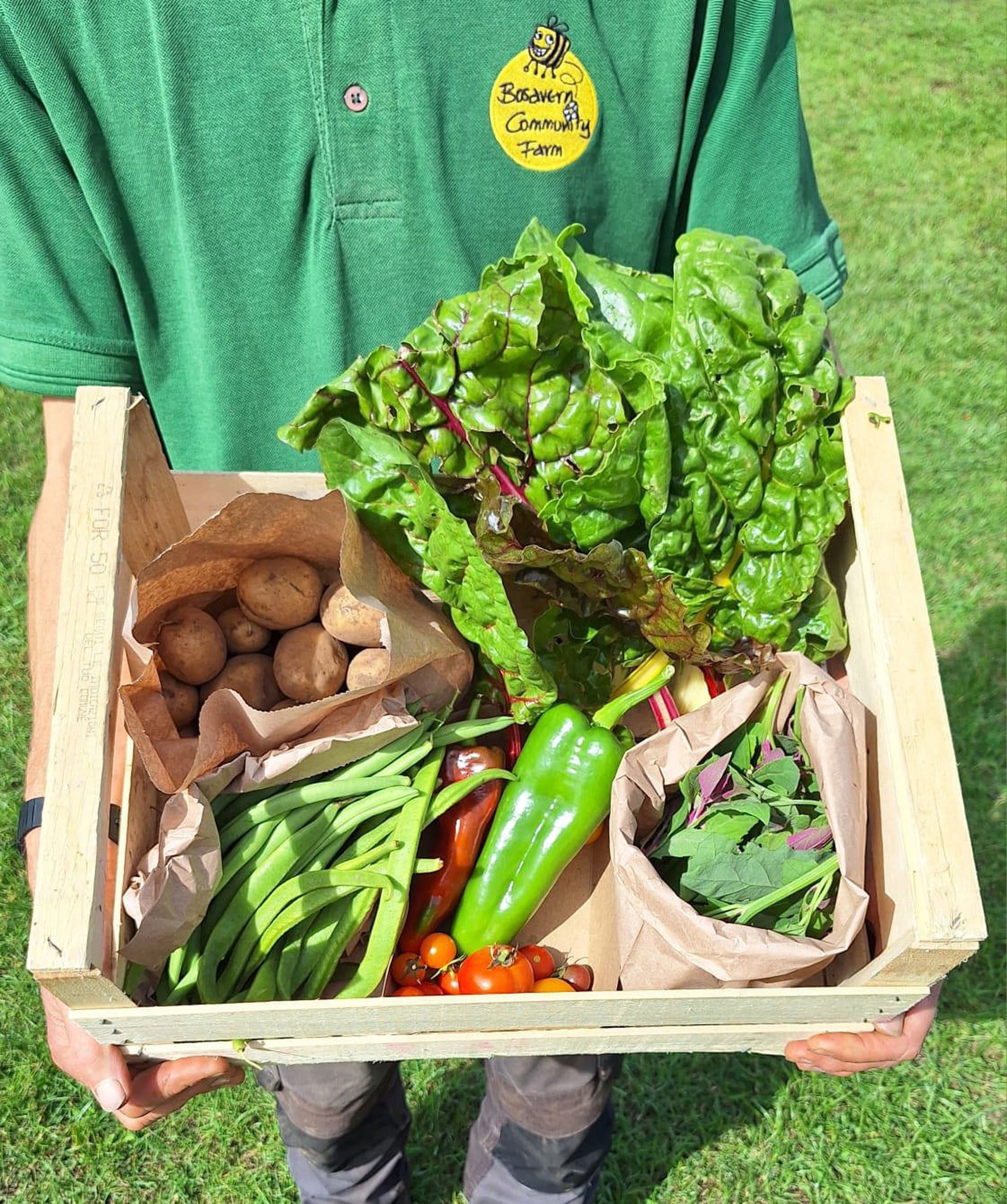 Small Veg Box | Food Box | Bosavern Community Farm