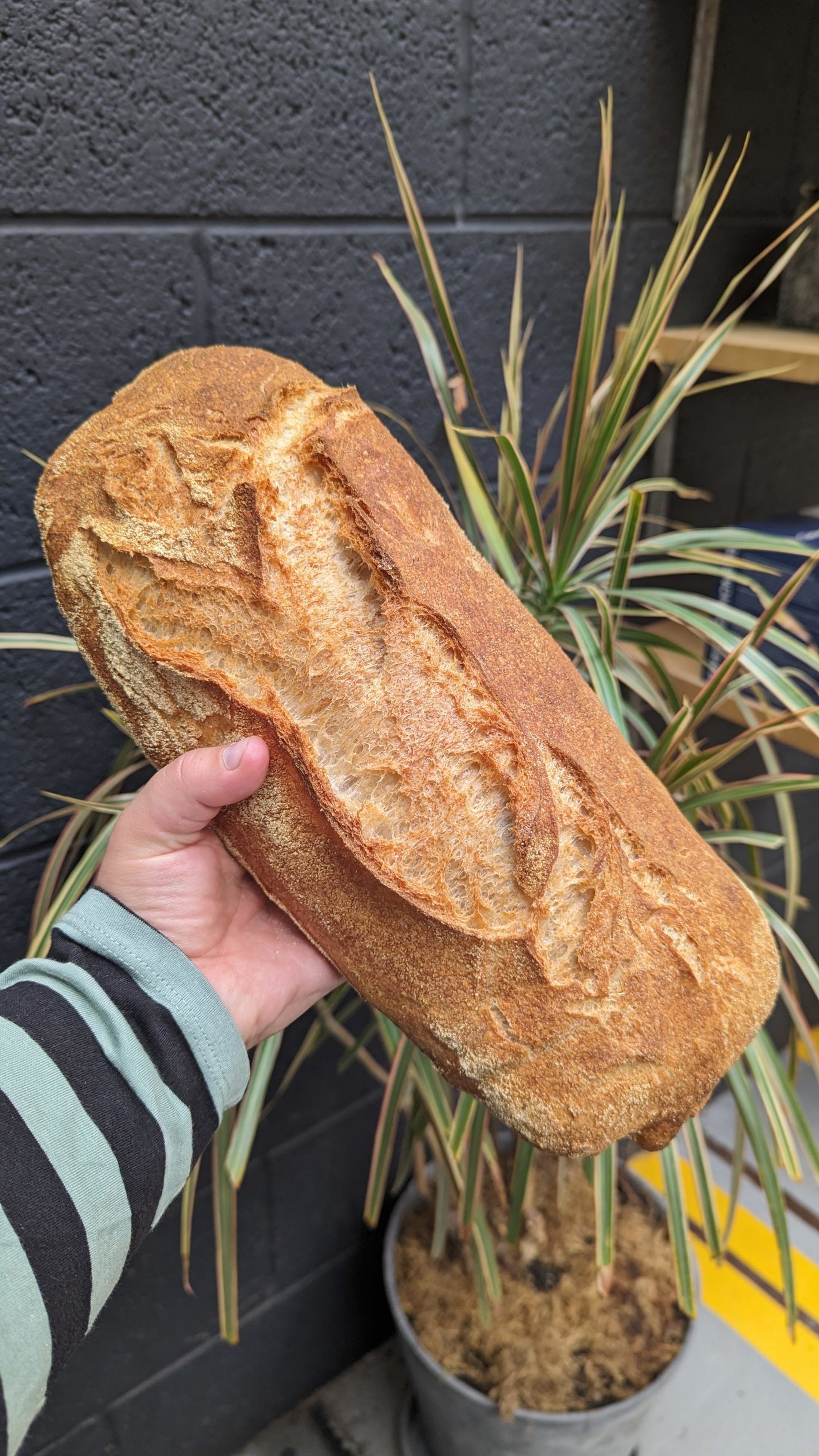 Depot Ciabatta | Beanies Wholefoods - Sheffield