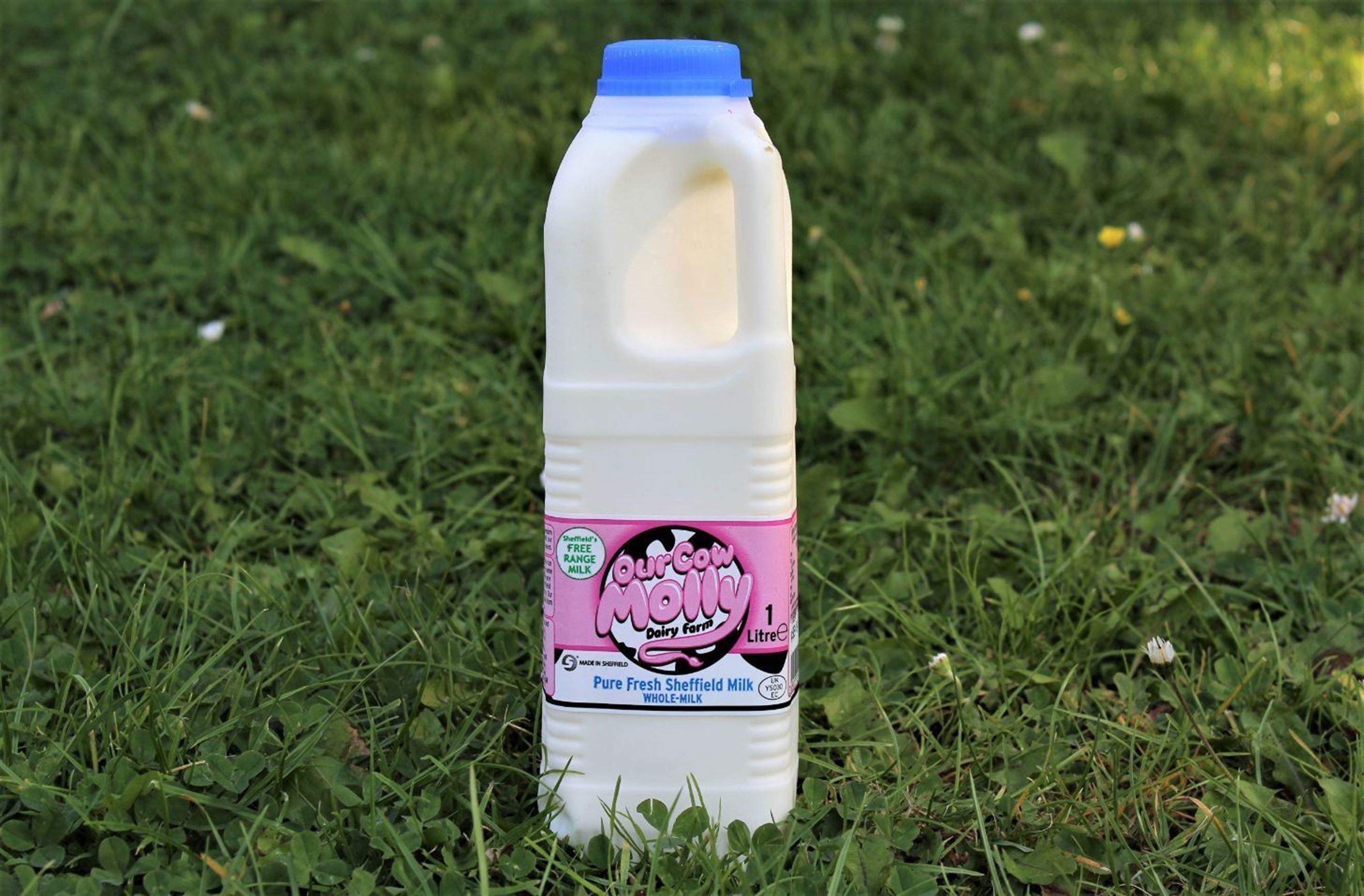 Our Cow Molly Whole Milk, 1L | Regather - Sheffield