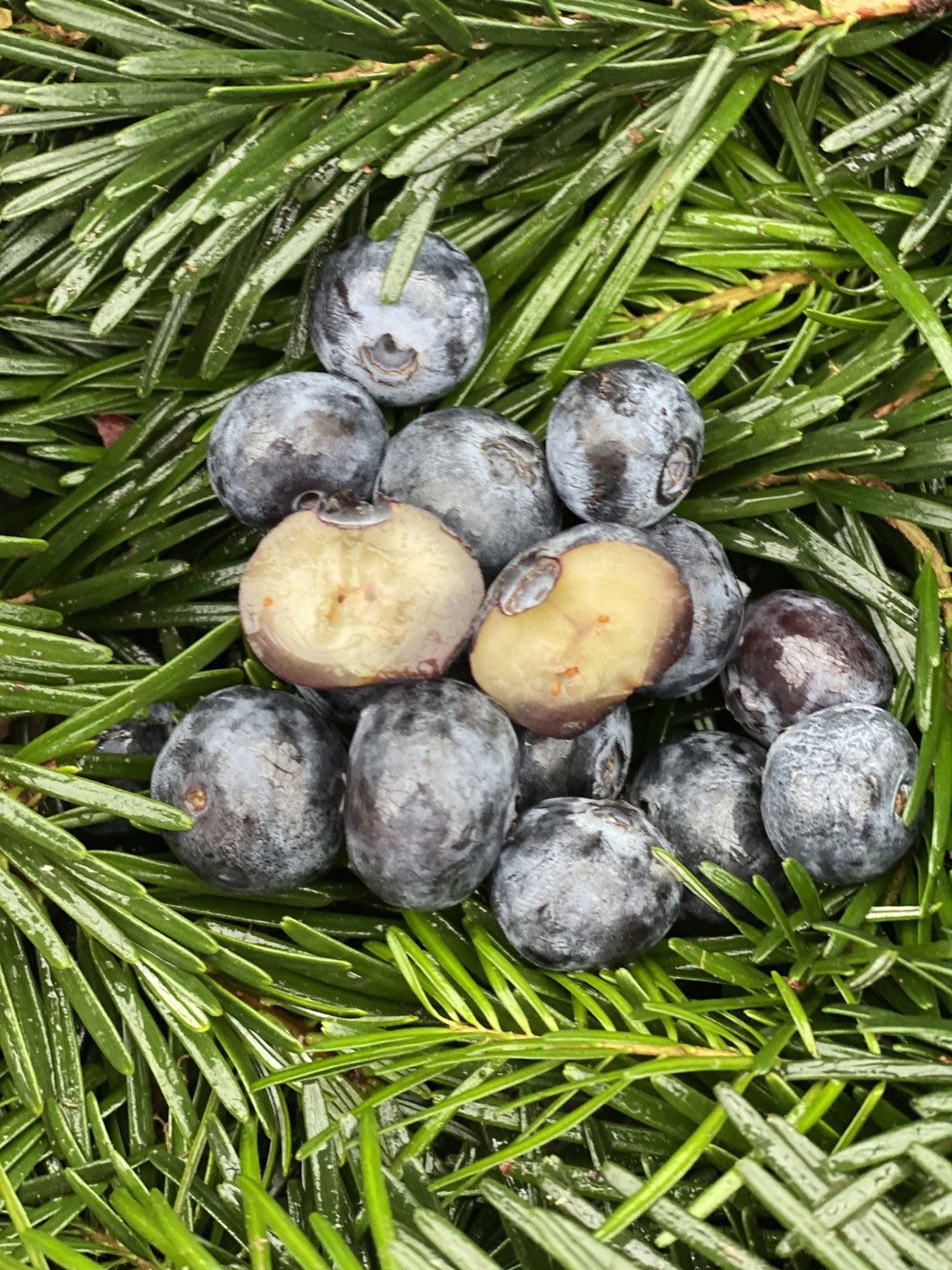 Blueberries - Punnet 125g - Organic | Trinity Farm - Nottingham & Derby