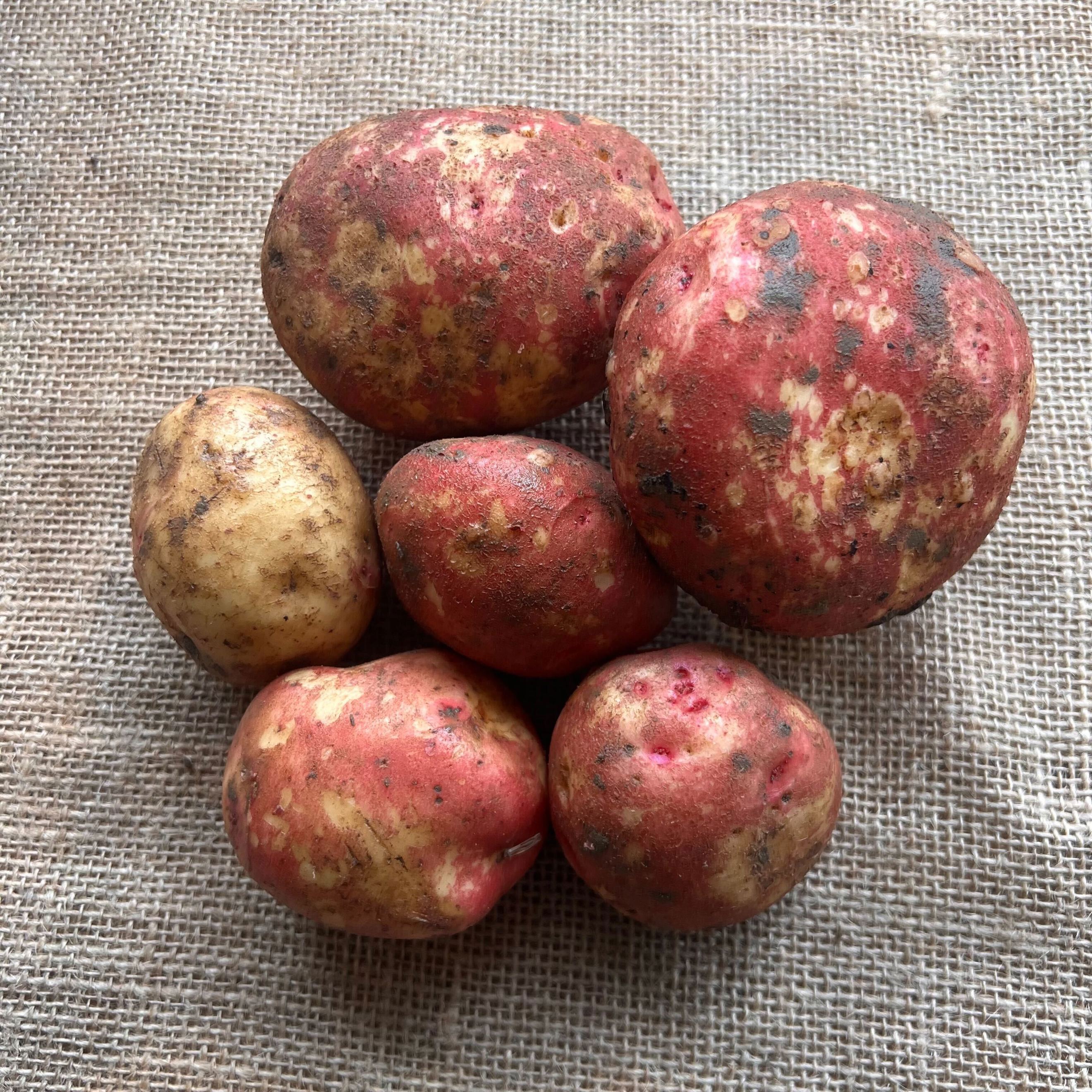 Organic Potatoes (1.3kg) | Regather - Sheffield