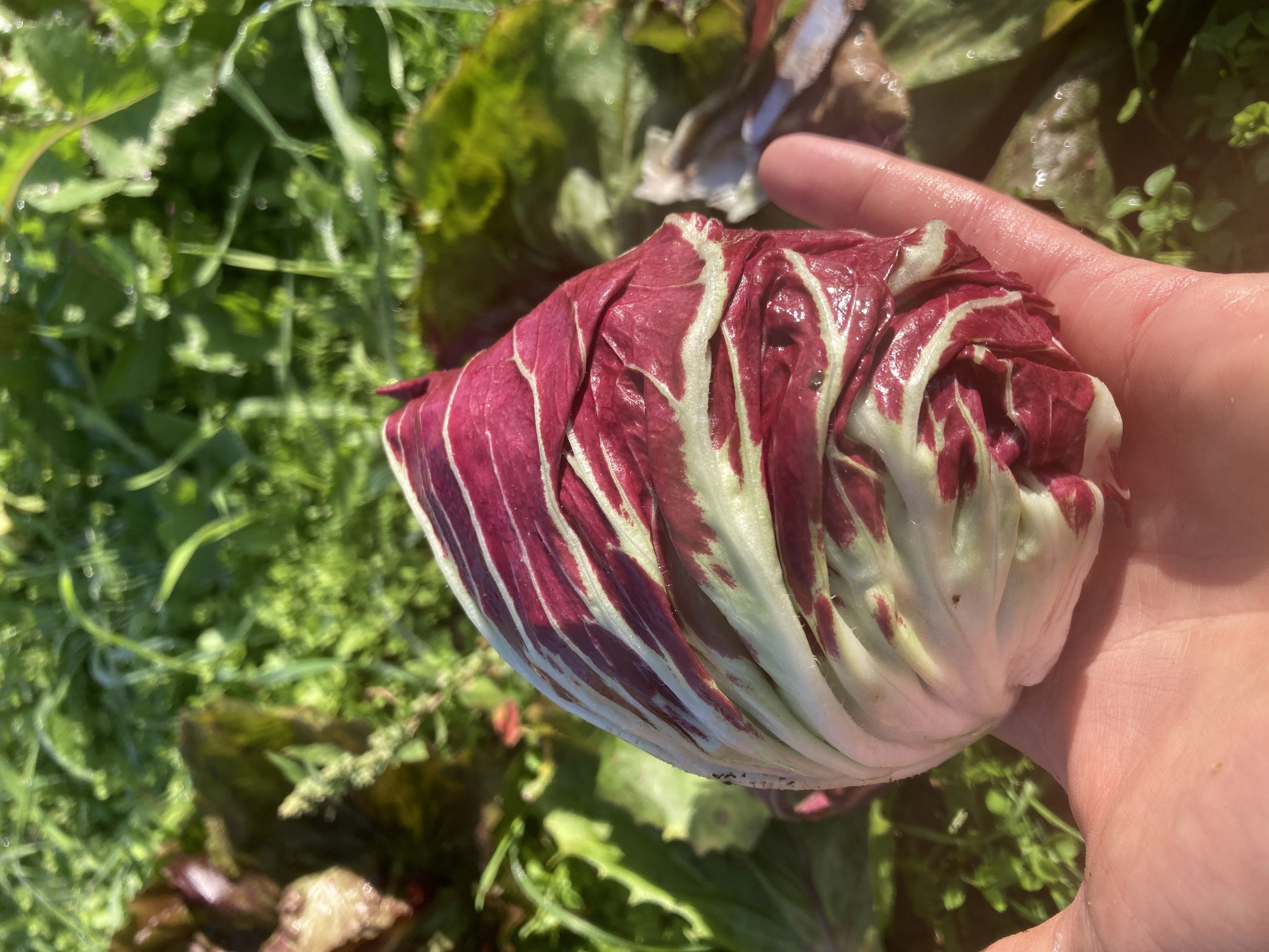 Palla Rossa (Radicchio) - Organic | Shillingford Organics - Exeter