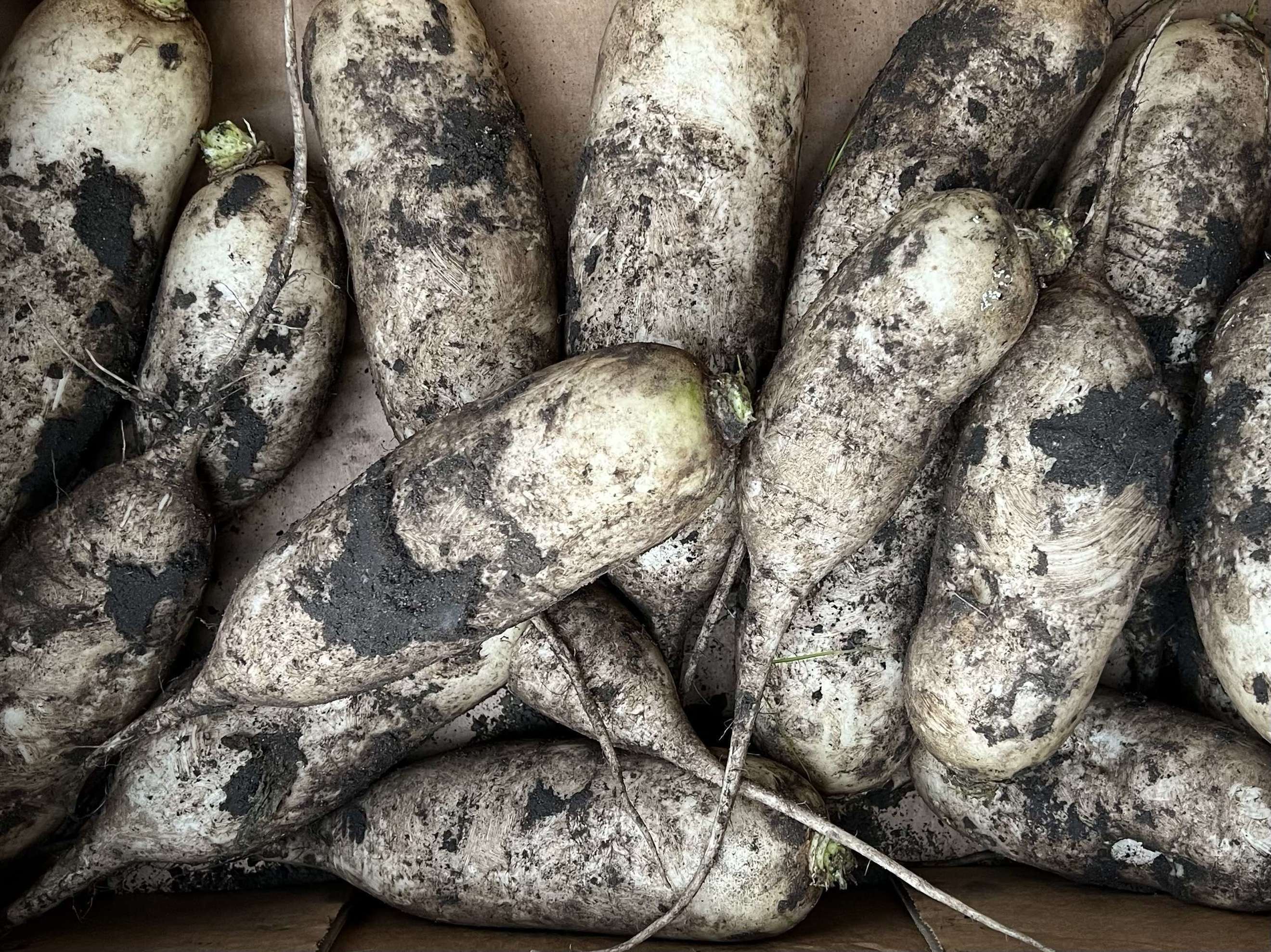 Mooli - White (Lancashire, UK) | Growing with Grace - South Cumbria ...