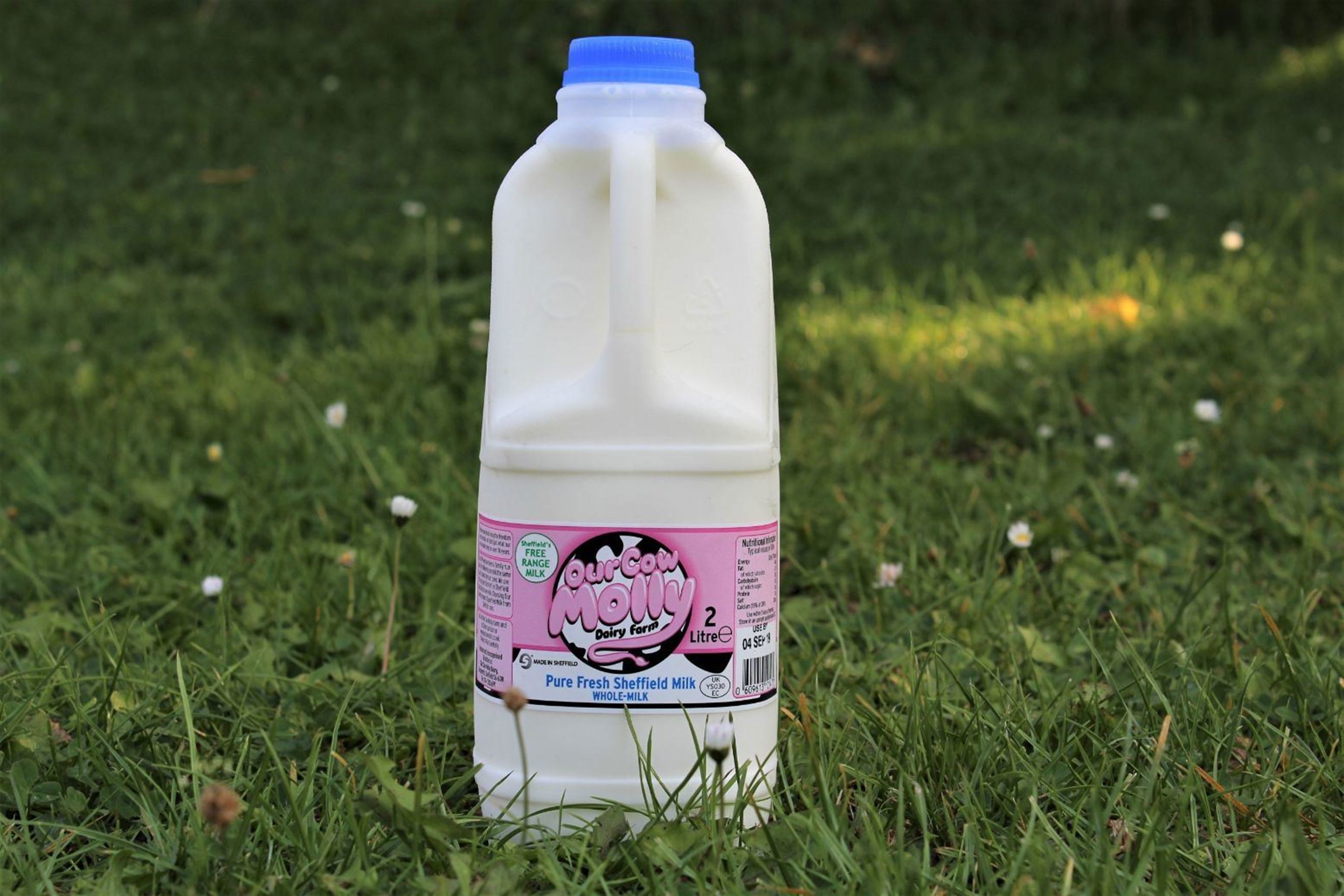Our Cow Molly Whole Milk, 2L | Regather - Sheffield