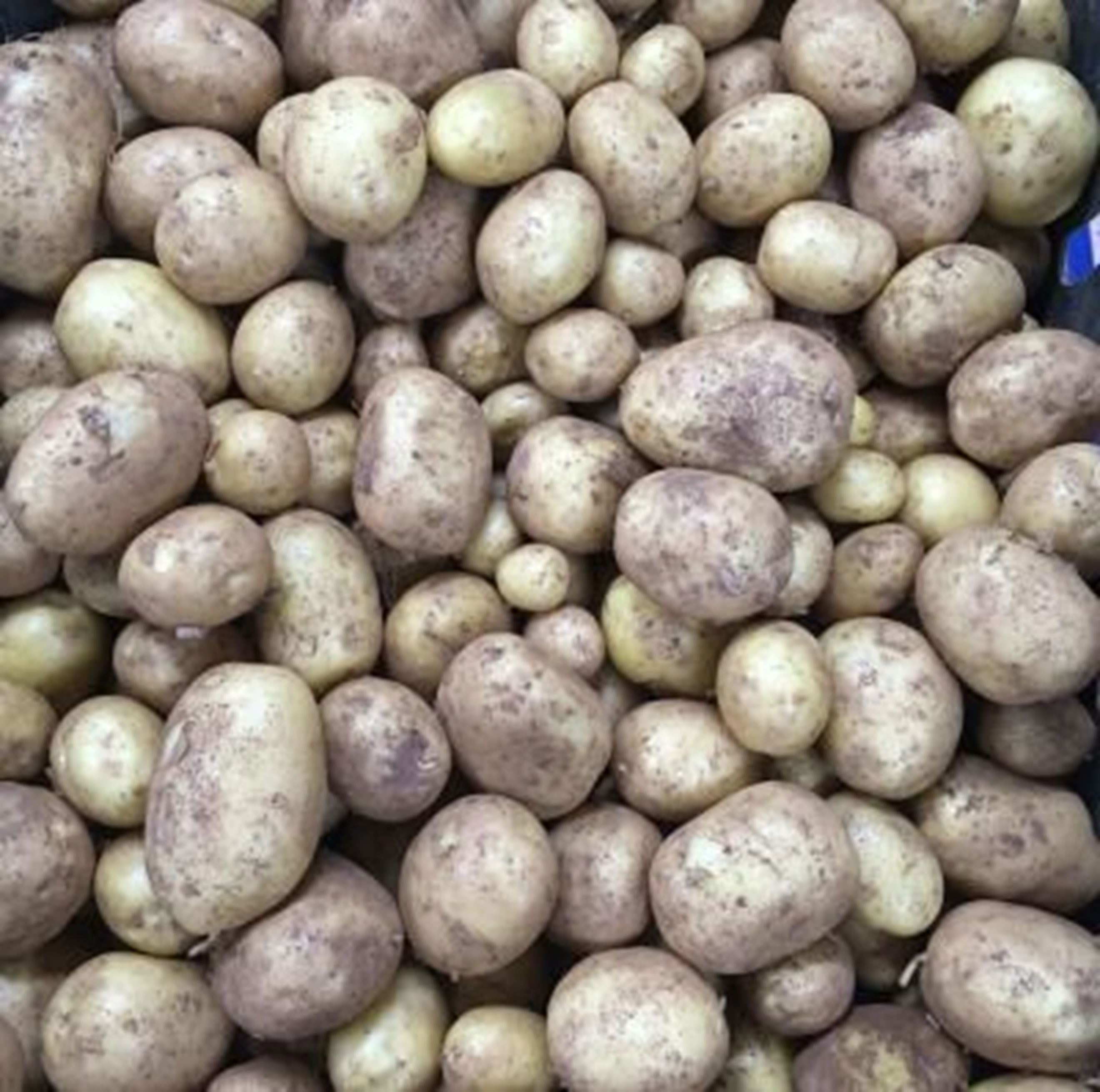 Potatoes - Organic 5kg | Shillingford Organics - Exeter