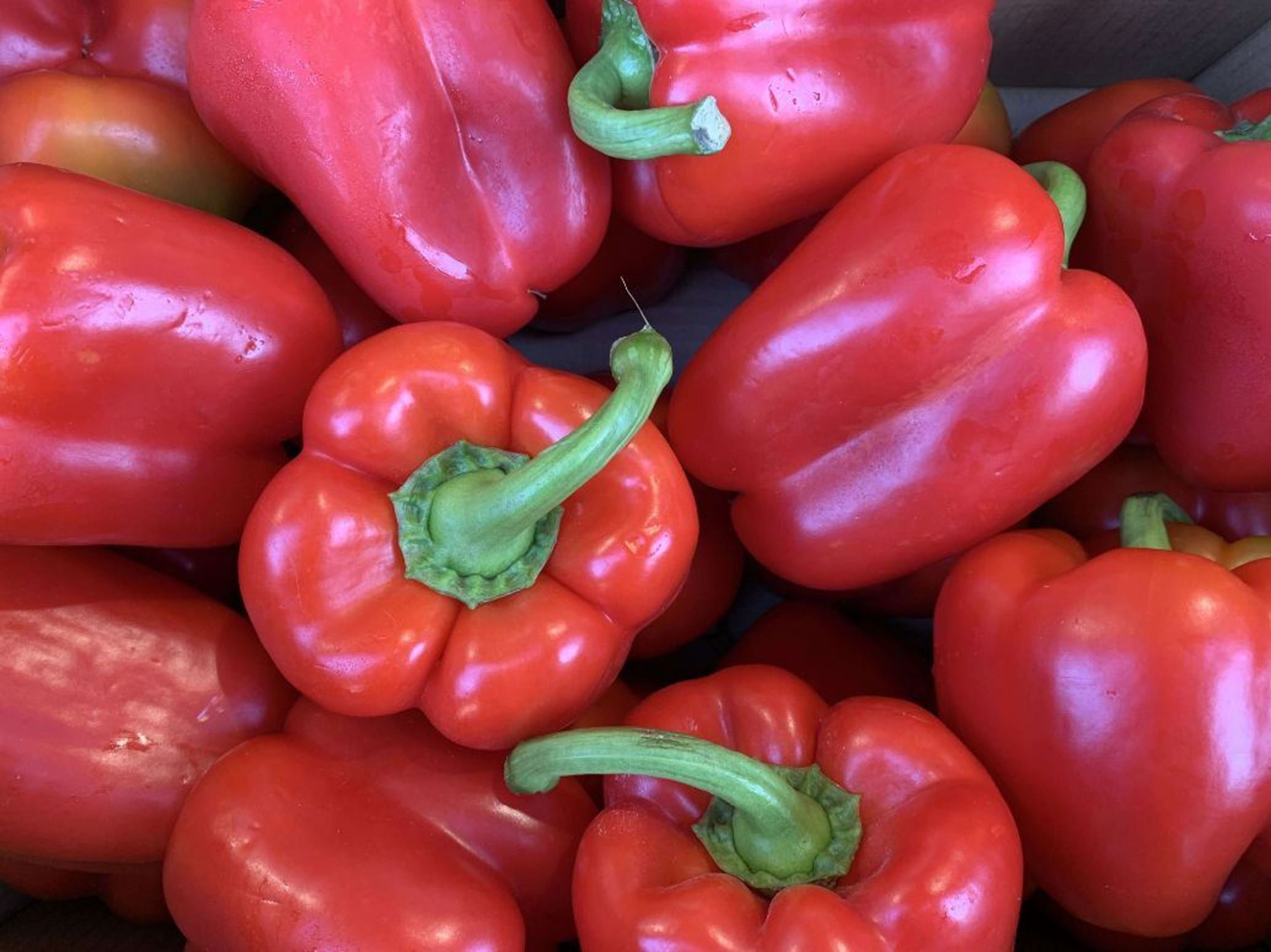 Pepper - Red Bell (Portugal) | Growing with Grace - South Cumbria ...