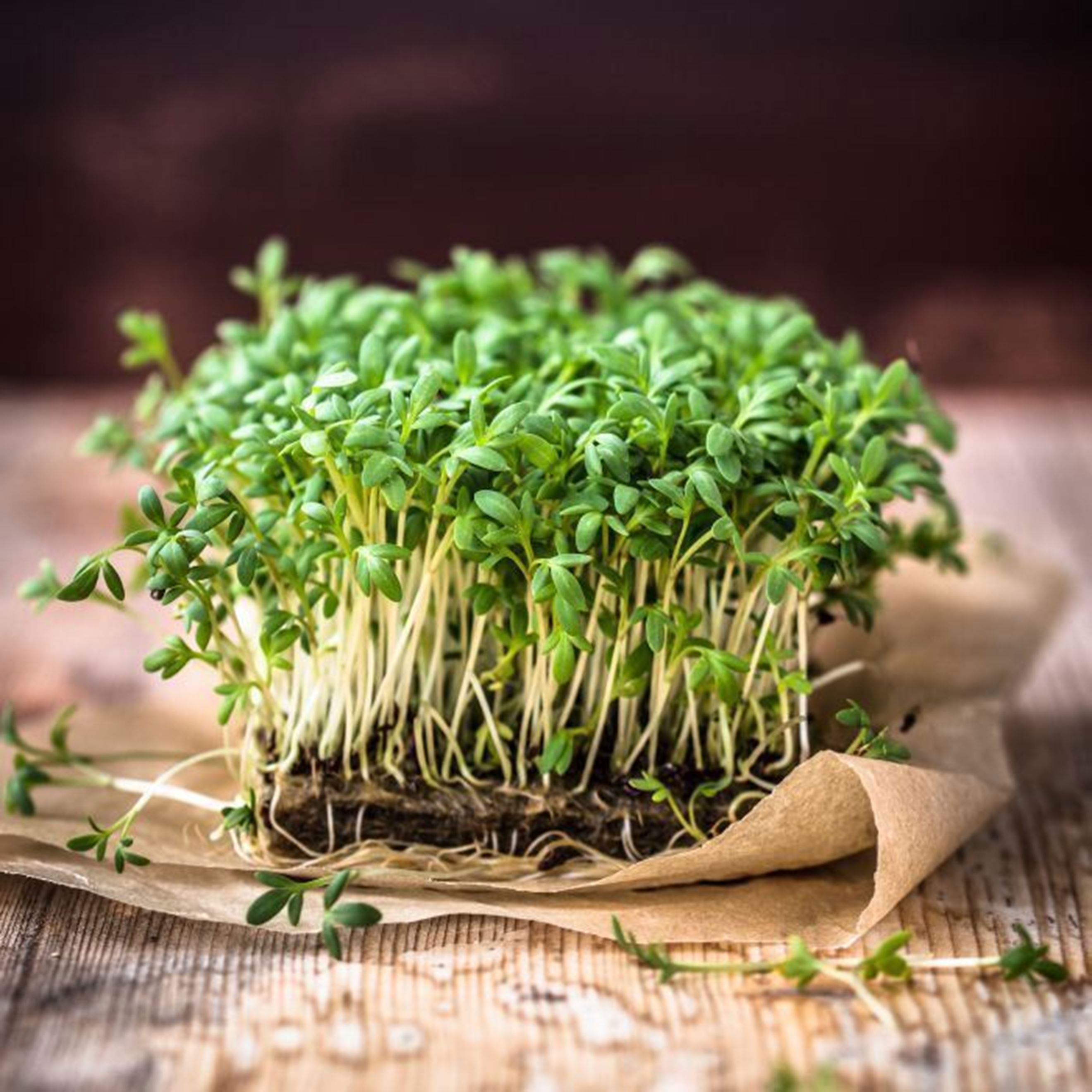 Cress Punnet | East Kent Growers | East Kent Growers