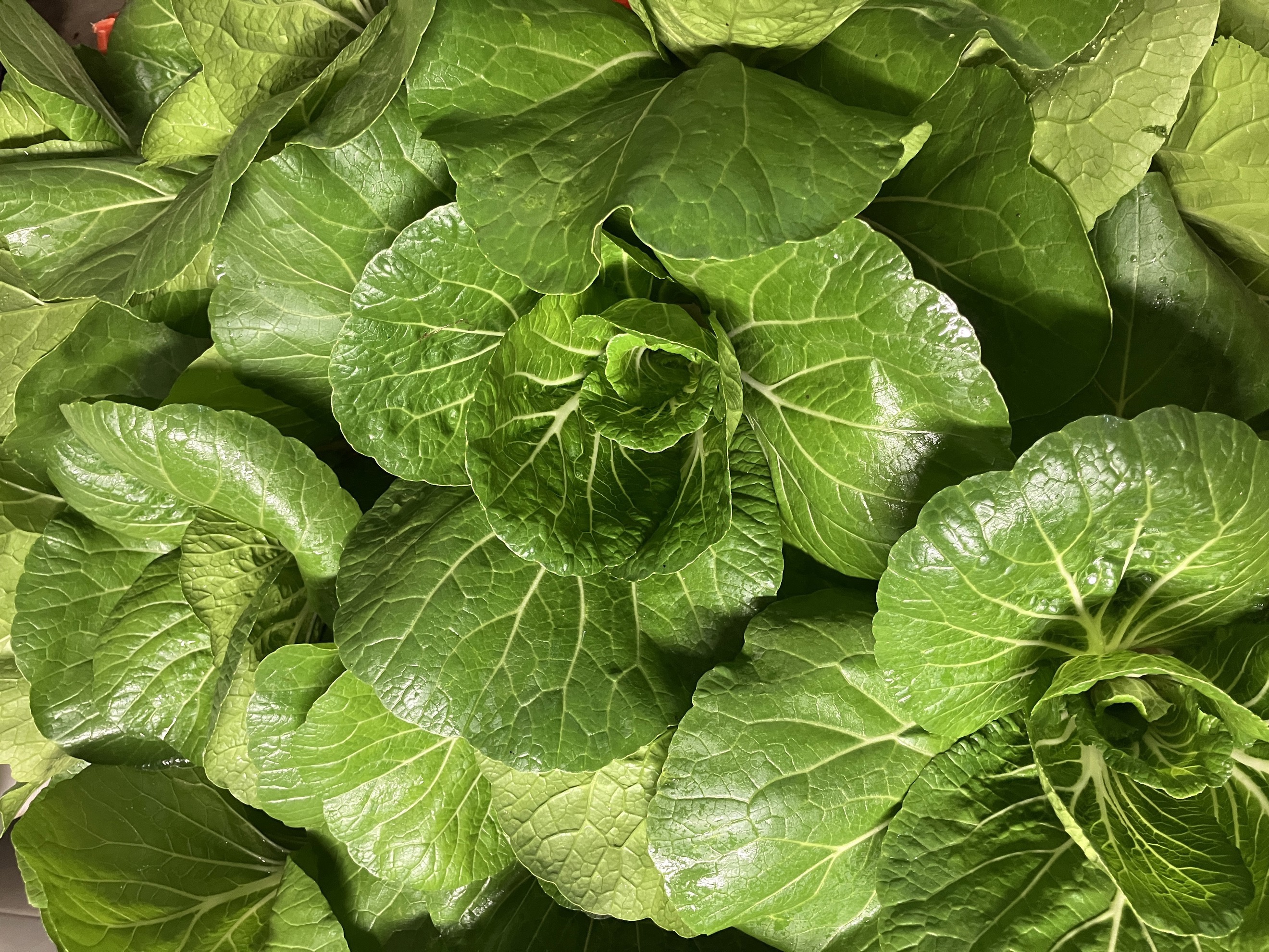 Pak Choi | Warrah Farm Shop