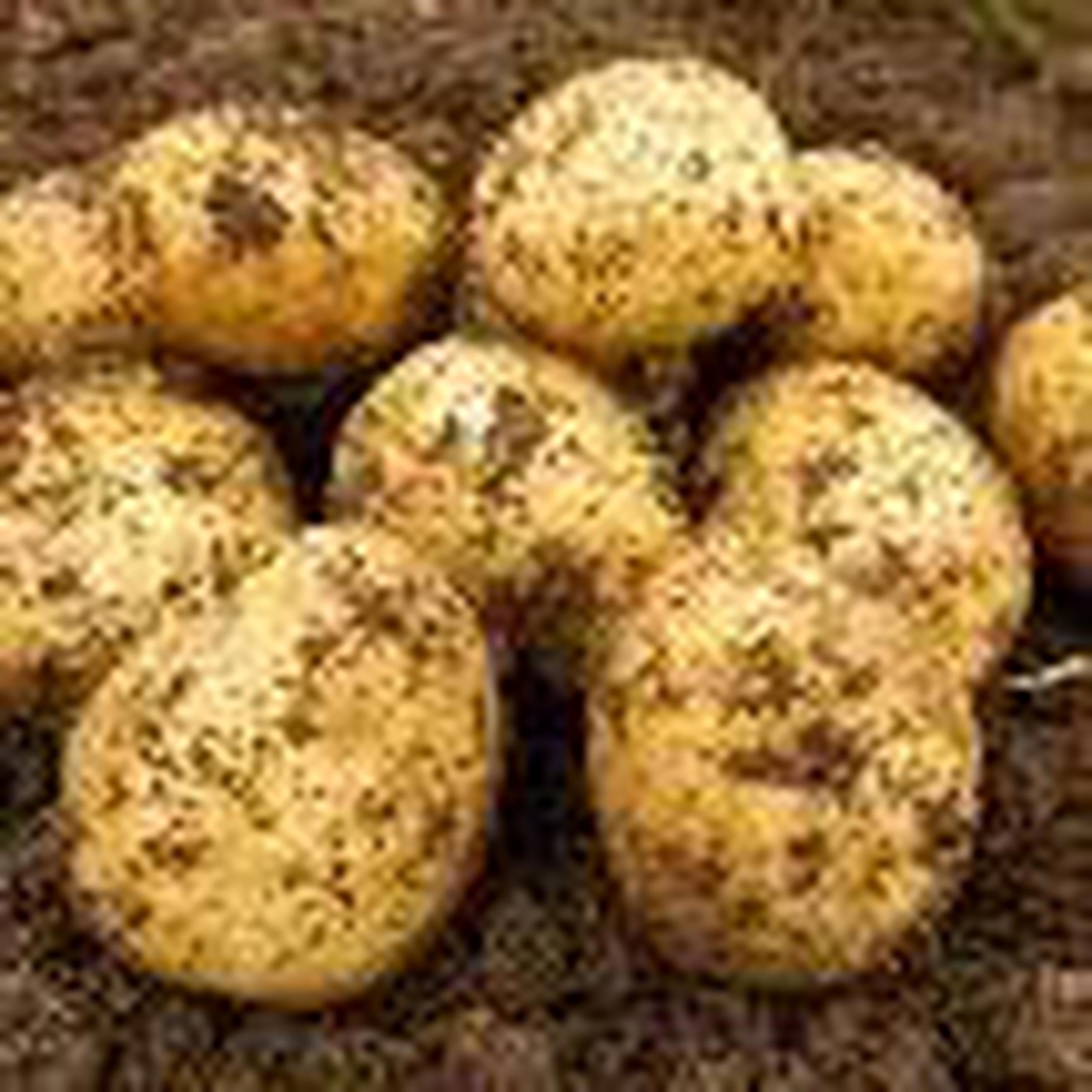 Potatoes, Cara | Babbinswood Farm - North Shropshire | Babbinswood Farm