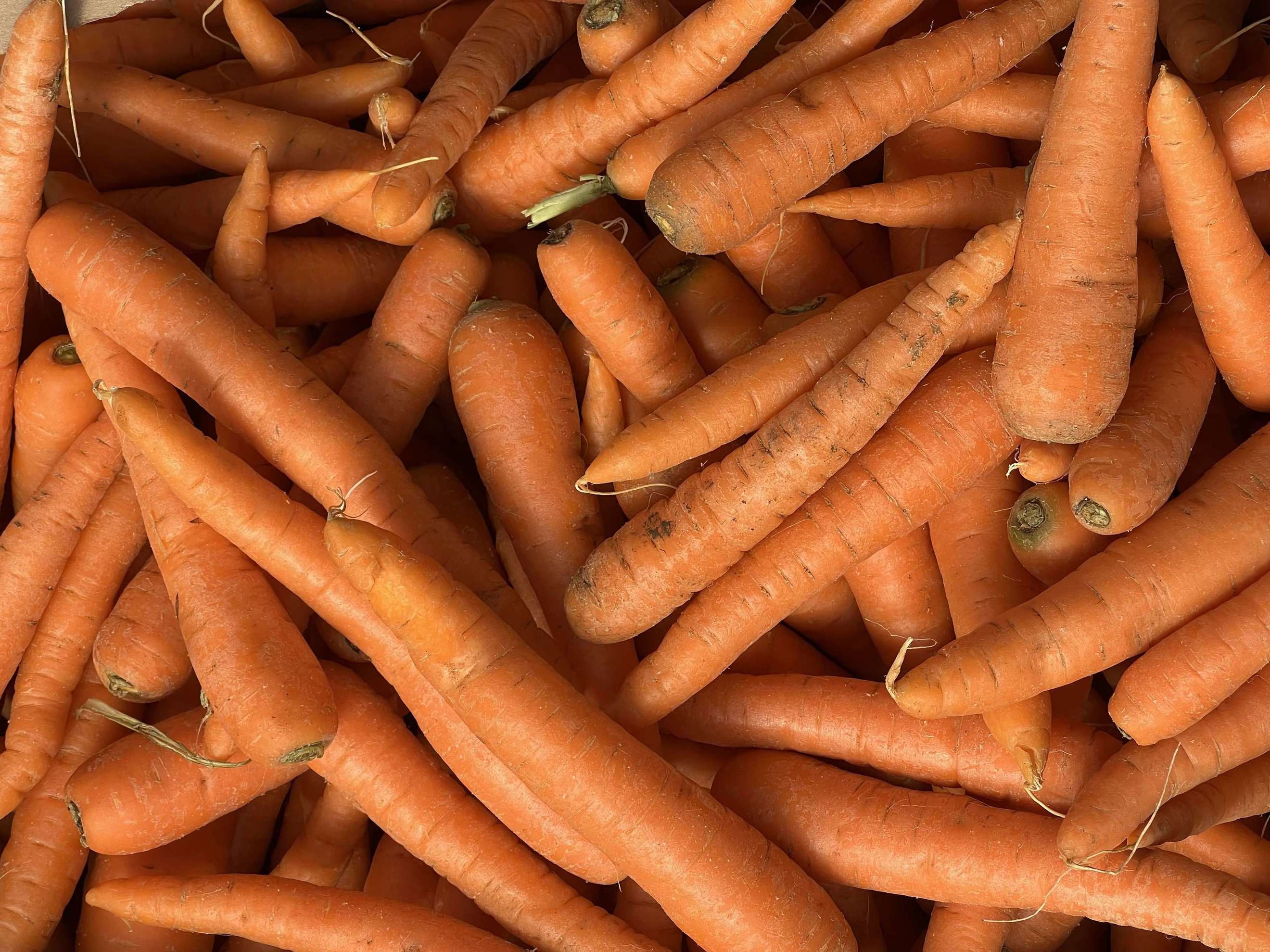Carrot | Bridgefoot Organic - Aberdeenshire | Bridgefoot Organic