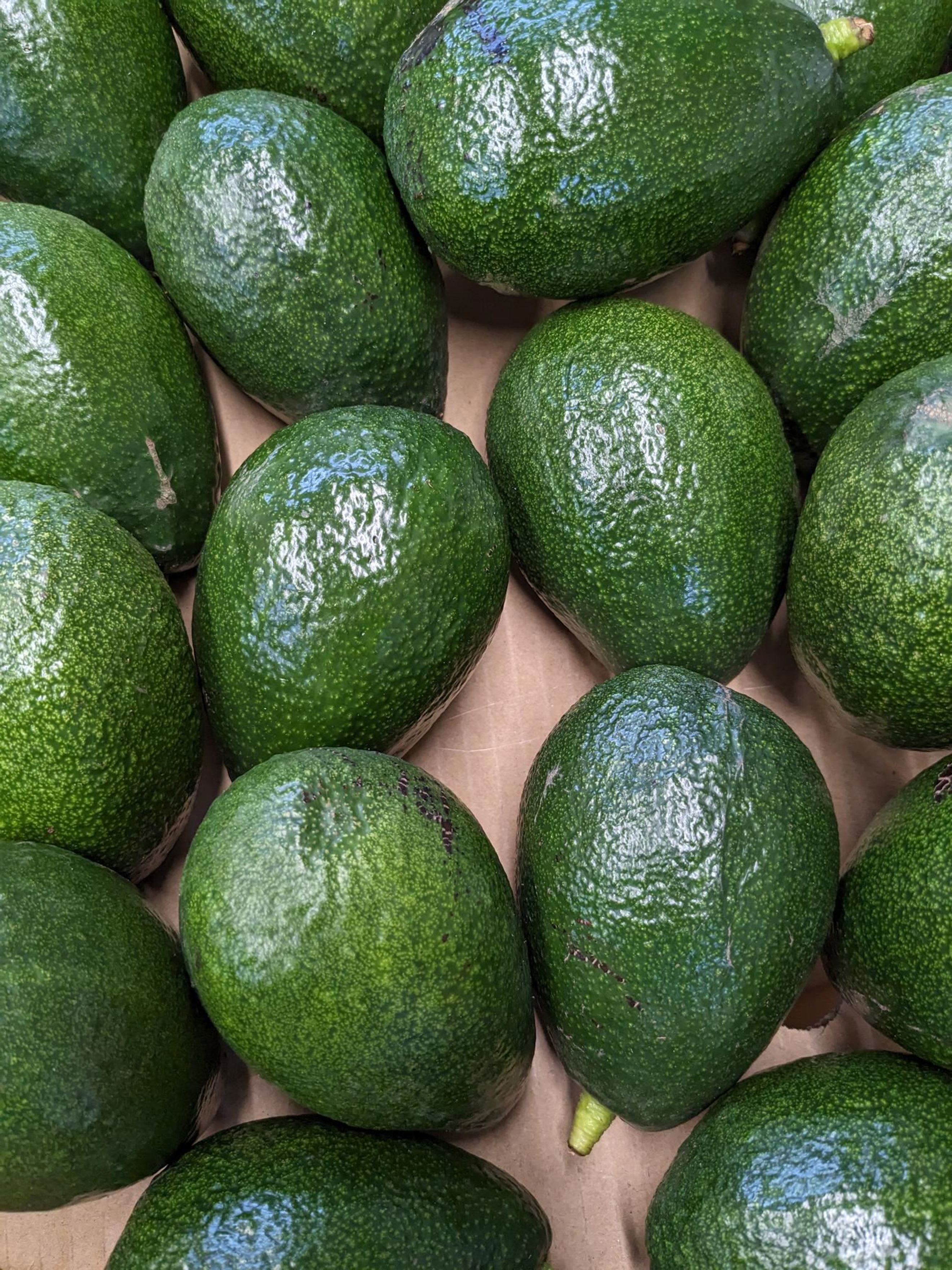 Avocado | Boxed Green - Lancashire