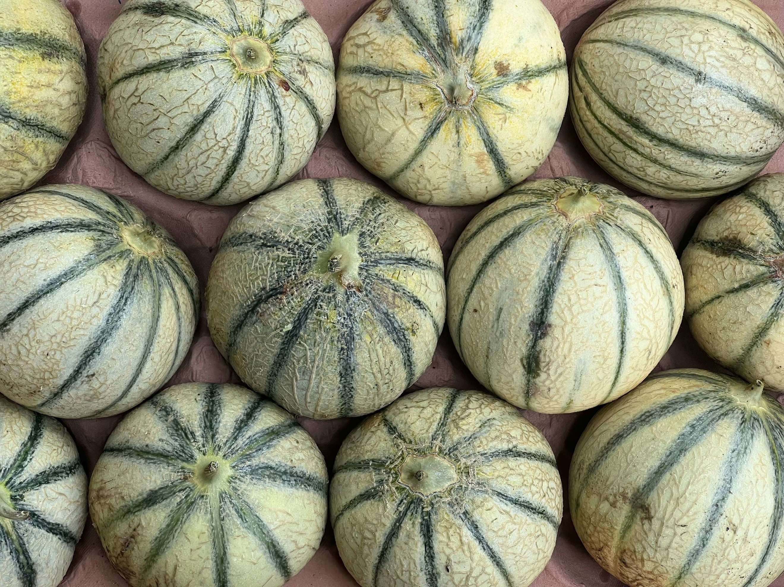 Melon - Charentais (France) | Growing with Grace - South Cumbria ...