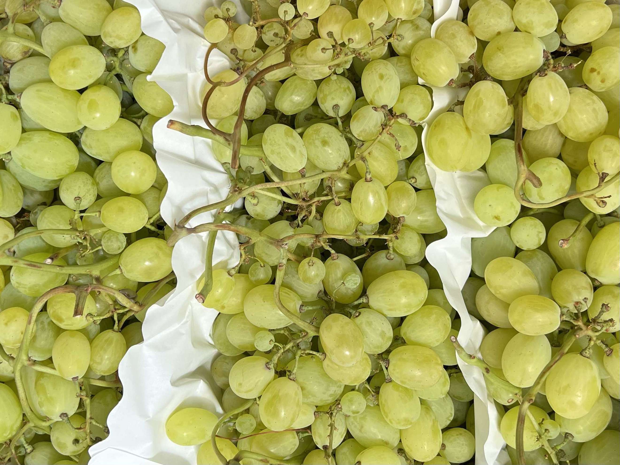 Grapes Punnet | The Green Shop - Sheffield | The Green Shop