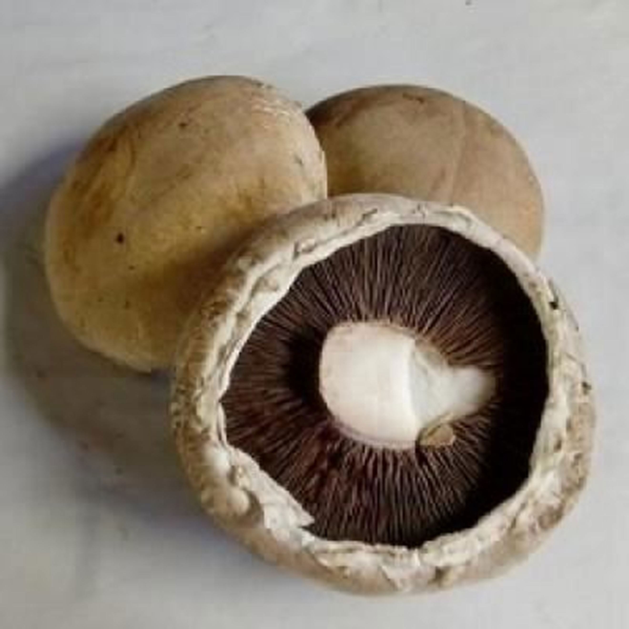 Mushrooms - Portobello Organic UK | Shillingford Organics - Exeter
