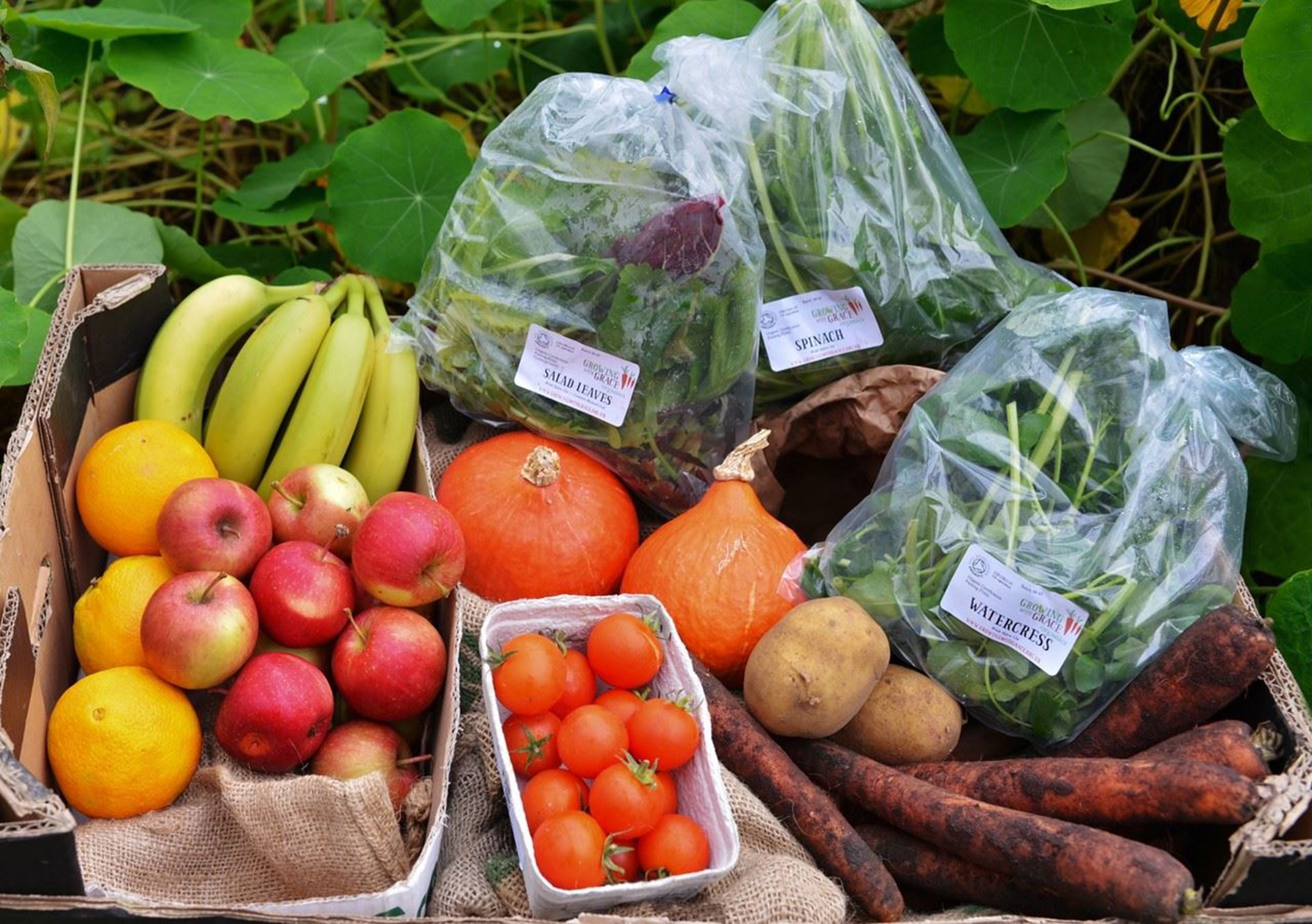 Mixed Family Box | Organic Food Box | Growing with Grace