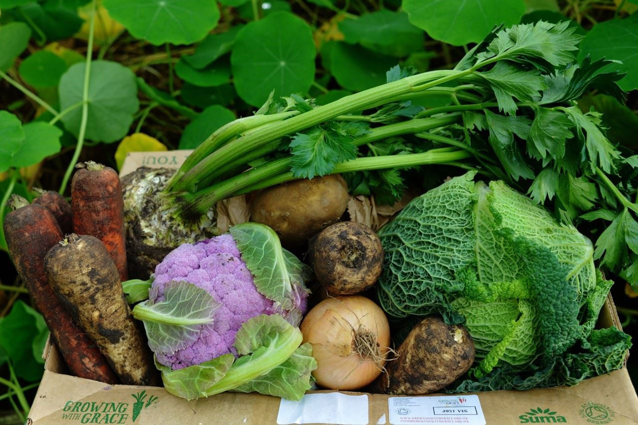 Veg Boxes & Salad | Organic Food Box | Growing with Grace