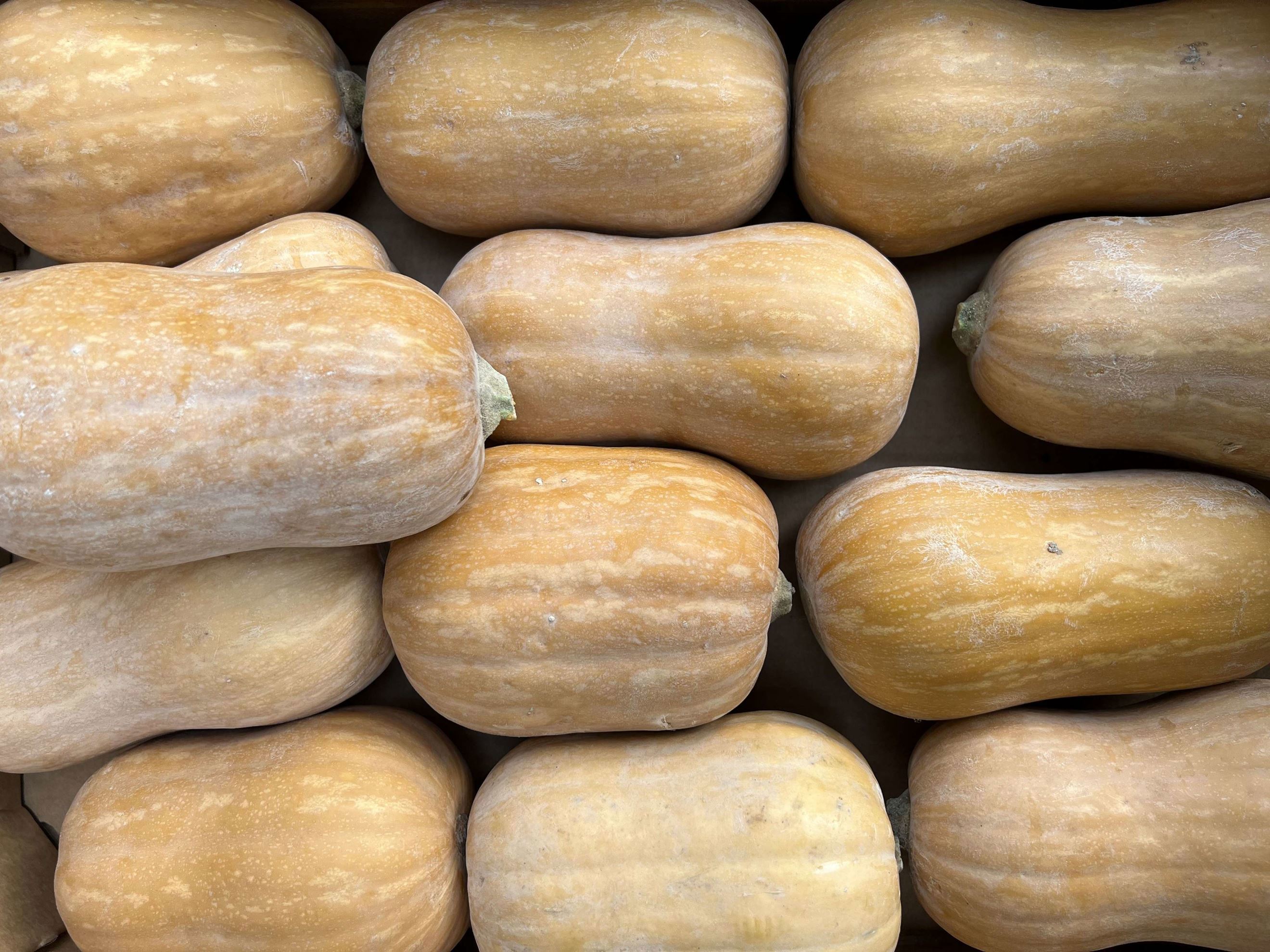Butternut Squash (France) | Growing with Grace - South Cumbria ...