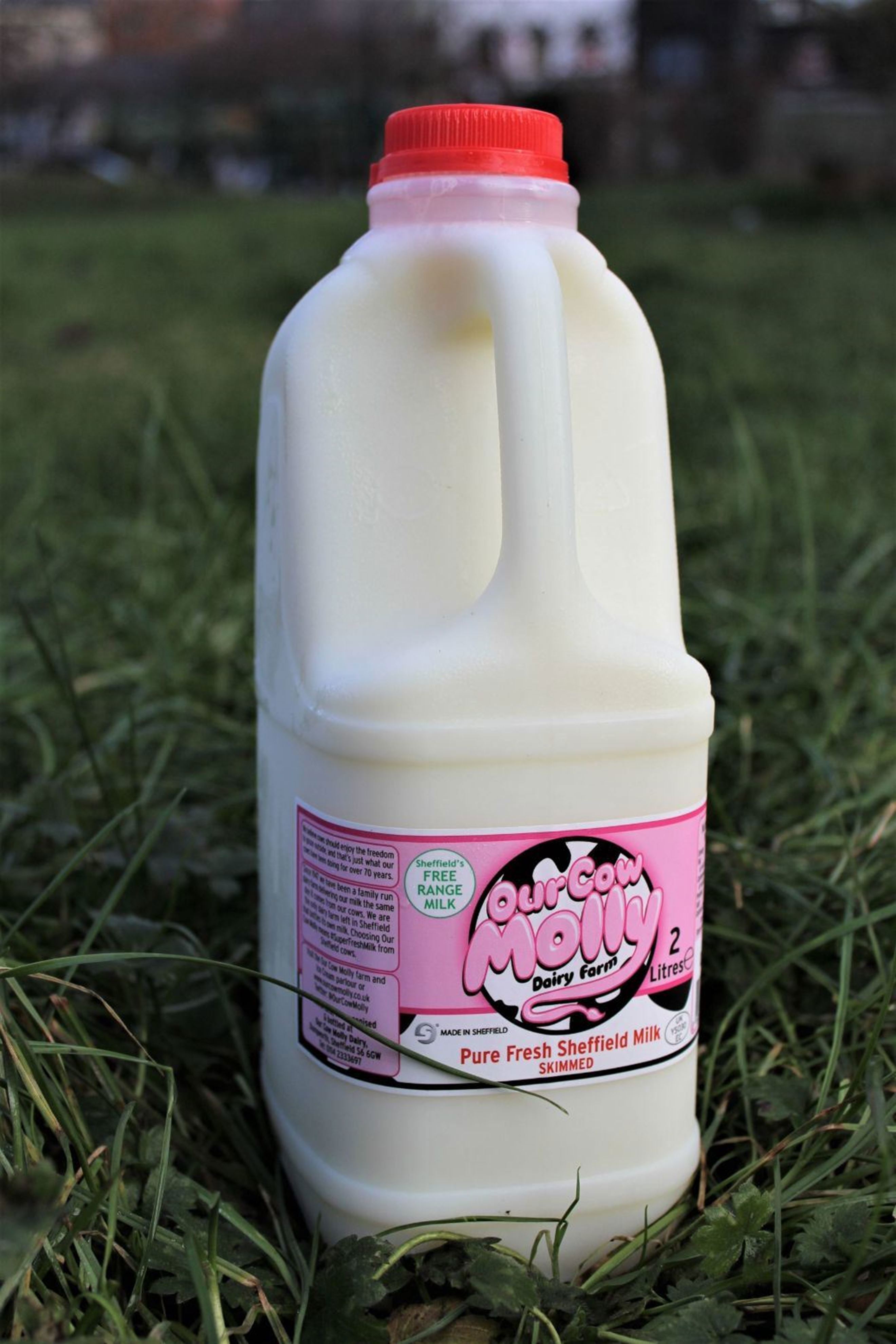 Our Cow Molly Skimmed Milk, 2L | Regather - Sheffield