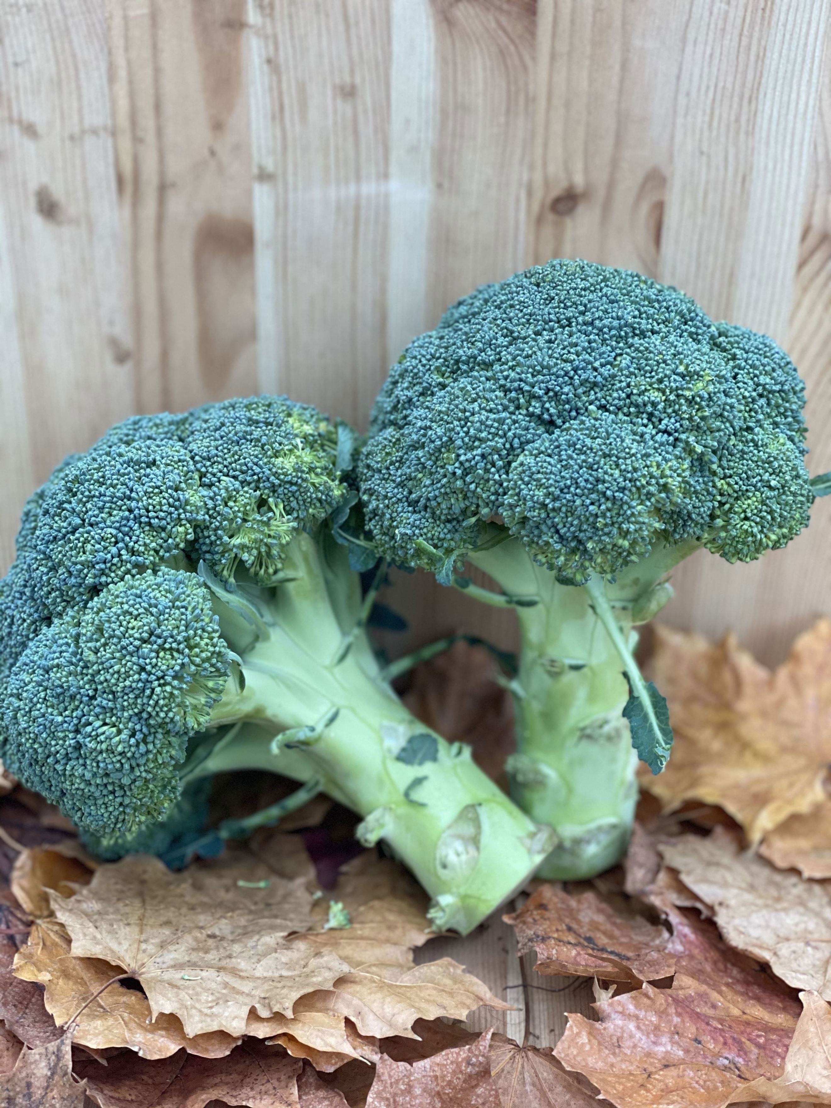 Broccoli Head - approx 400g - Organic | Trinity Farm - Nottingham & Derby