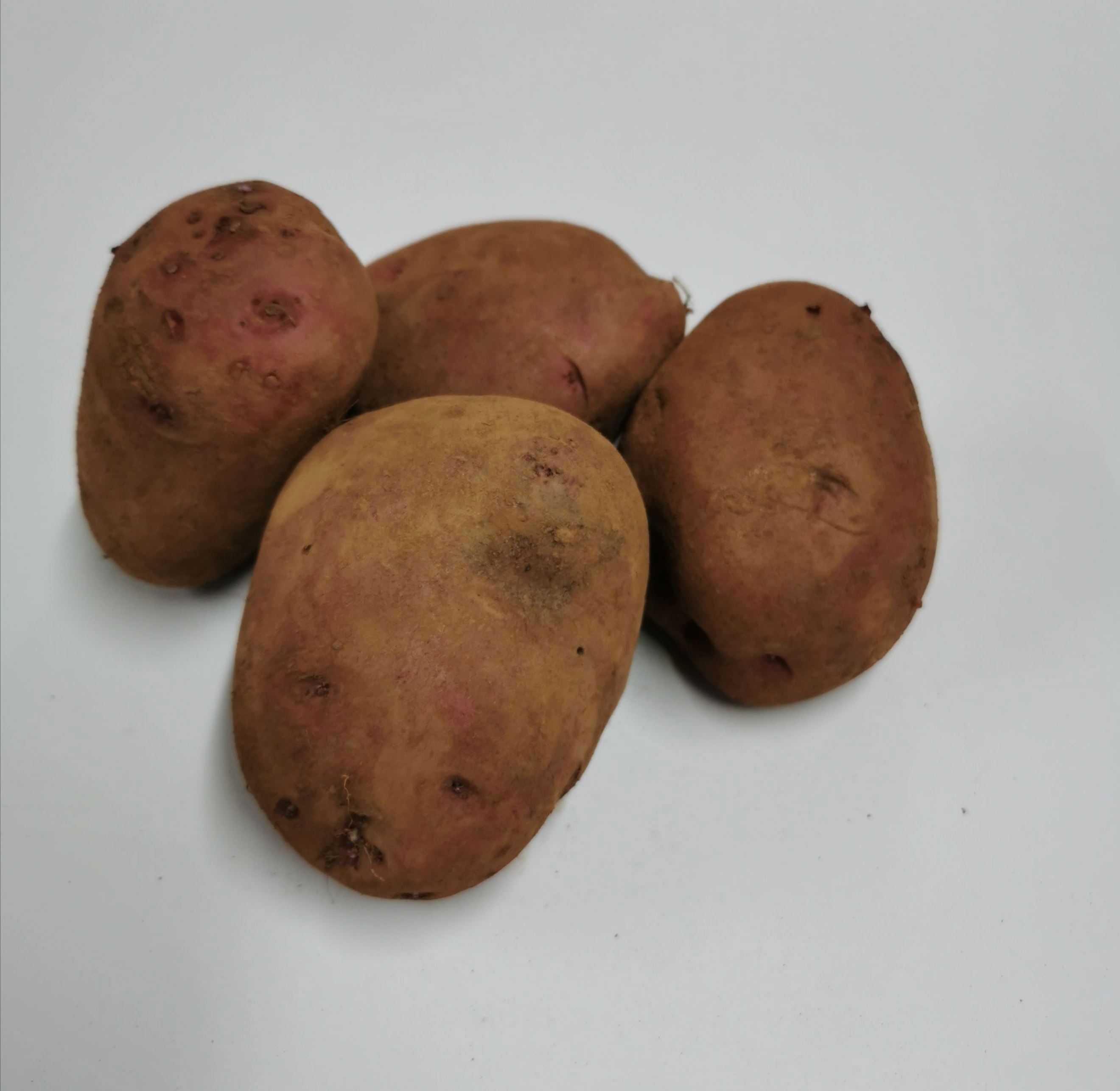 Potatoes - Baking 5 Organic | Shillingford Organics - Exeter
