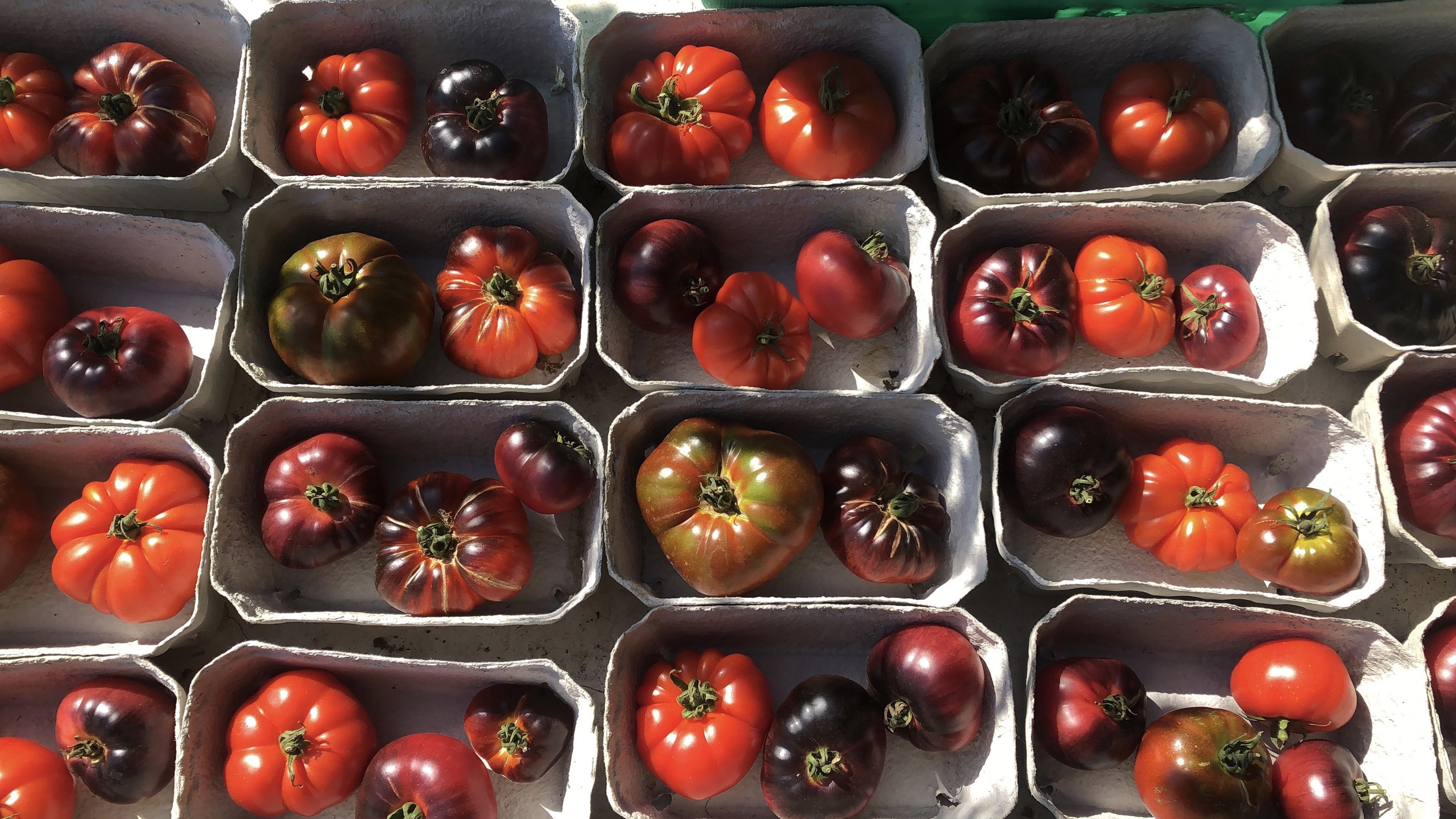 Large Veg Bag | Organic Food Box | Norwich FarmShare