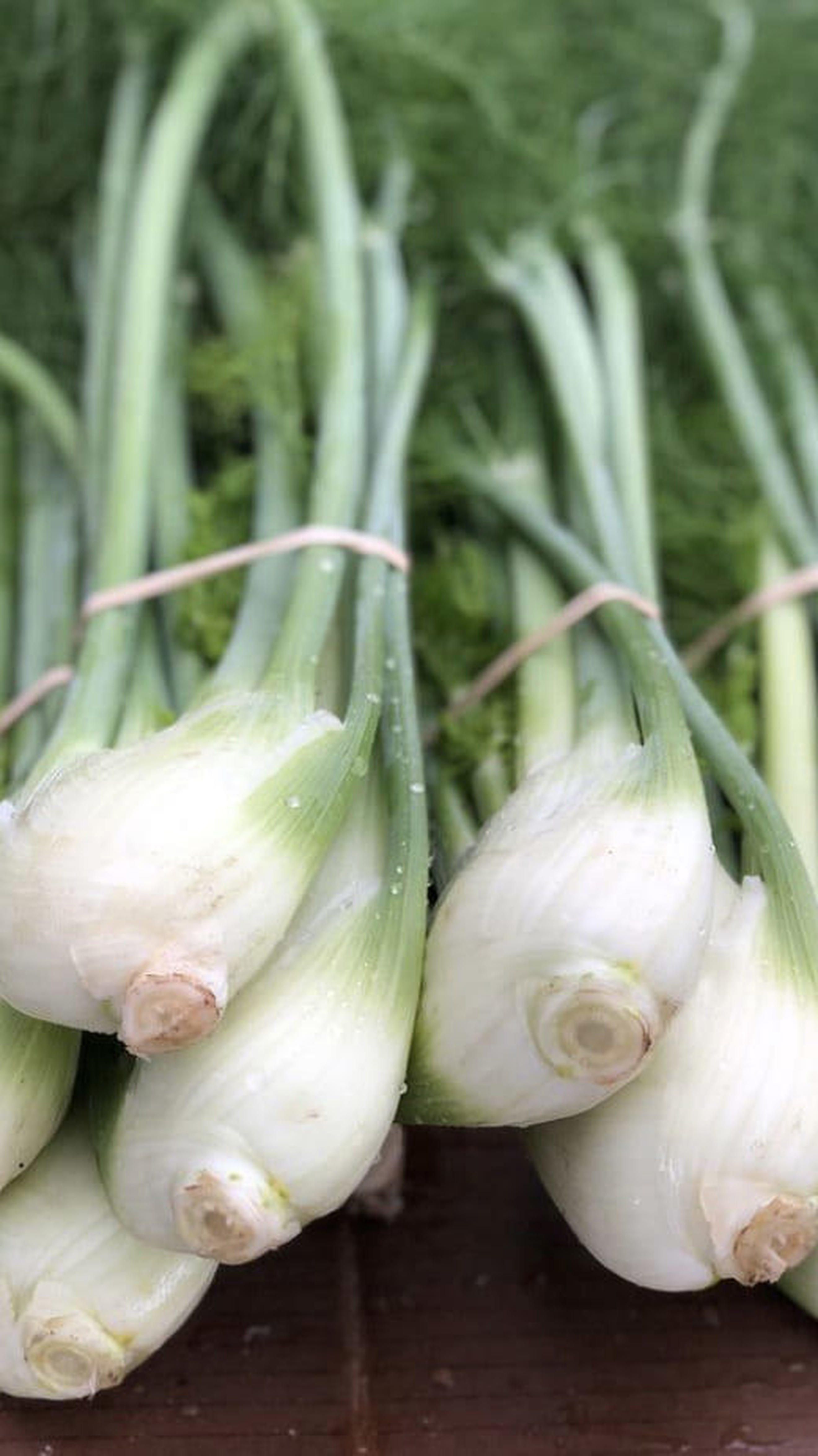 Fennel Bunch | Warrah Farm Shop