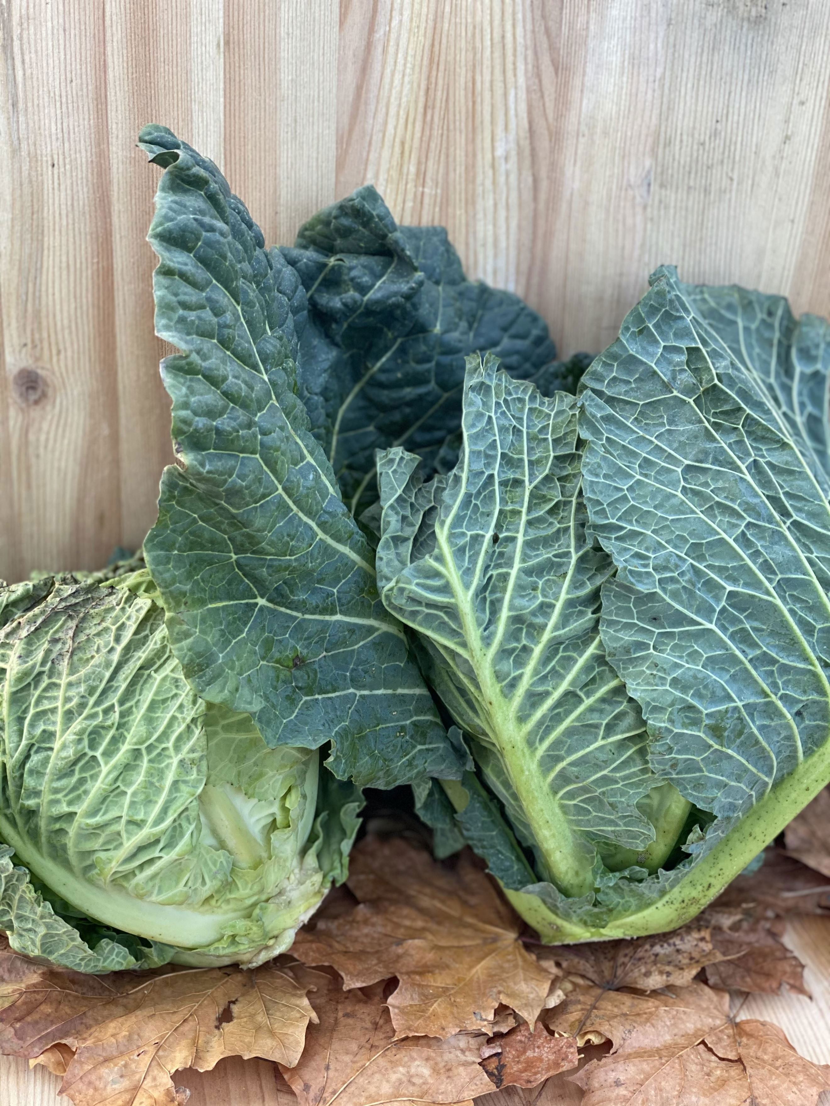Cabbage, Green - Individual- Organic | Trinity Farm - Nottingham & Derby