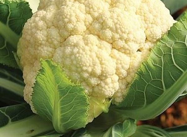 Our Organic Products | Ashurst Organics - East Sussex, United Kingdom ...