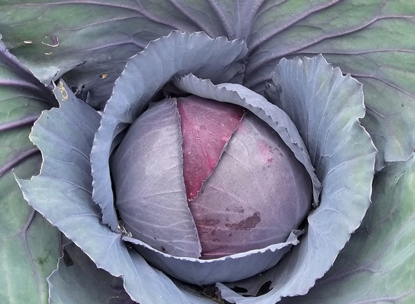 Our Products | Alfie Dan's Market Garden - Brecon, Malaysia | Alfie Dan ...