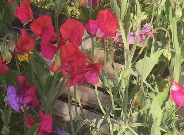 Our Organic Products | Ashurst Organics - East Sussex, United Kingdom ...